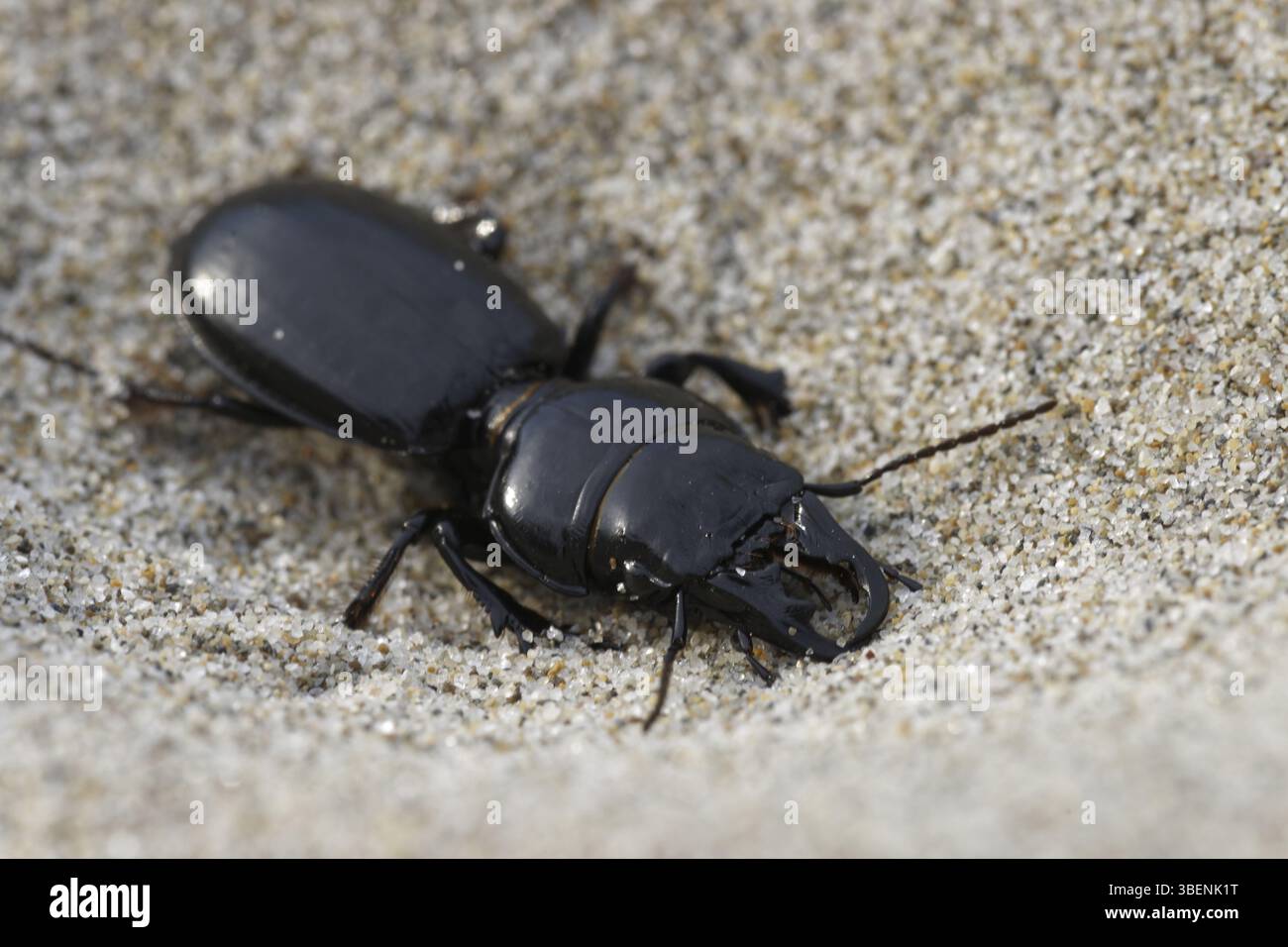 Finger beetle (Scarites buparius Stock Photo - Alamy