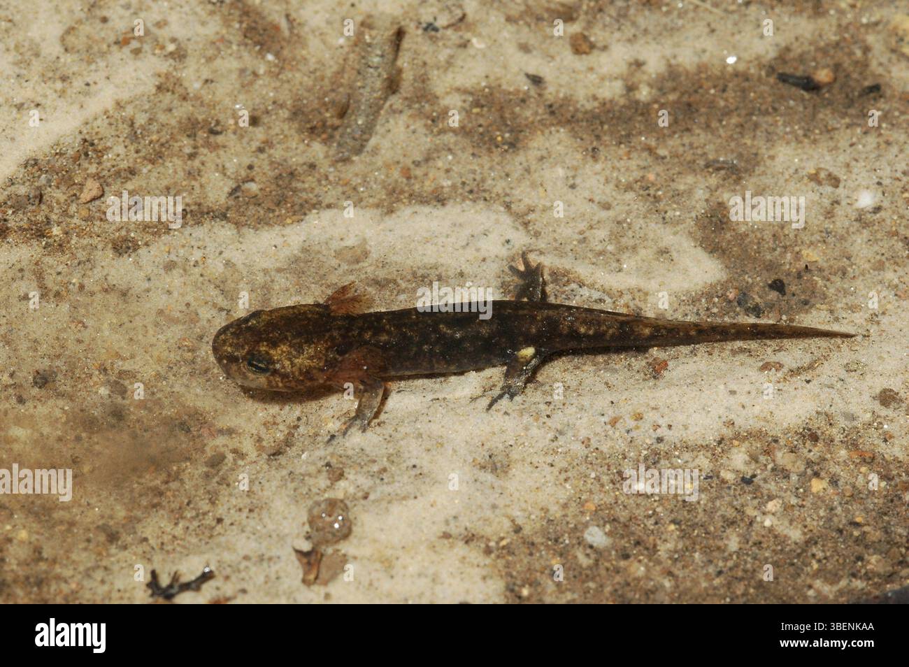 Fire salamander larva (Salamandra salamandra Stock Photo - Alamy