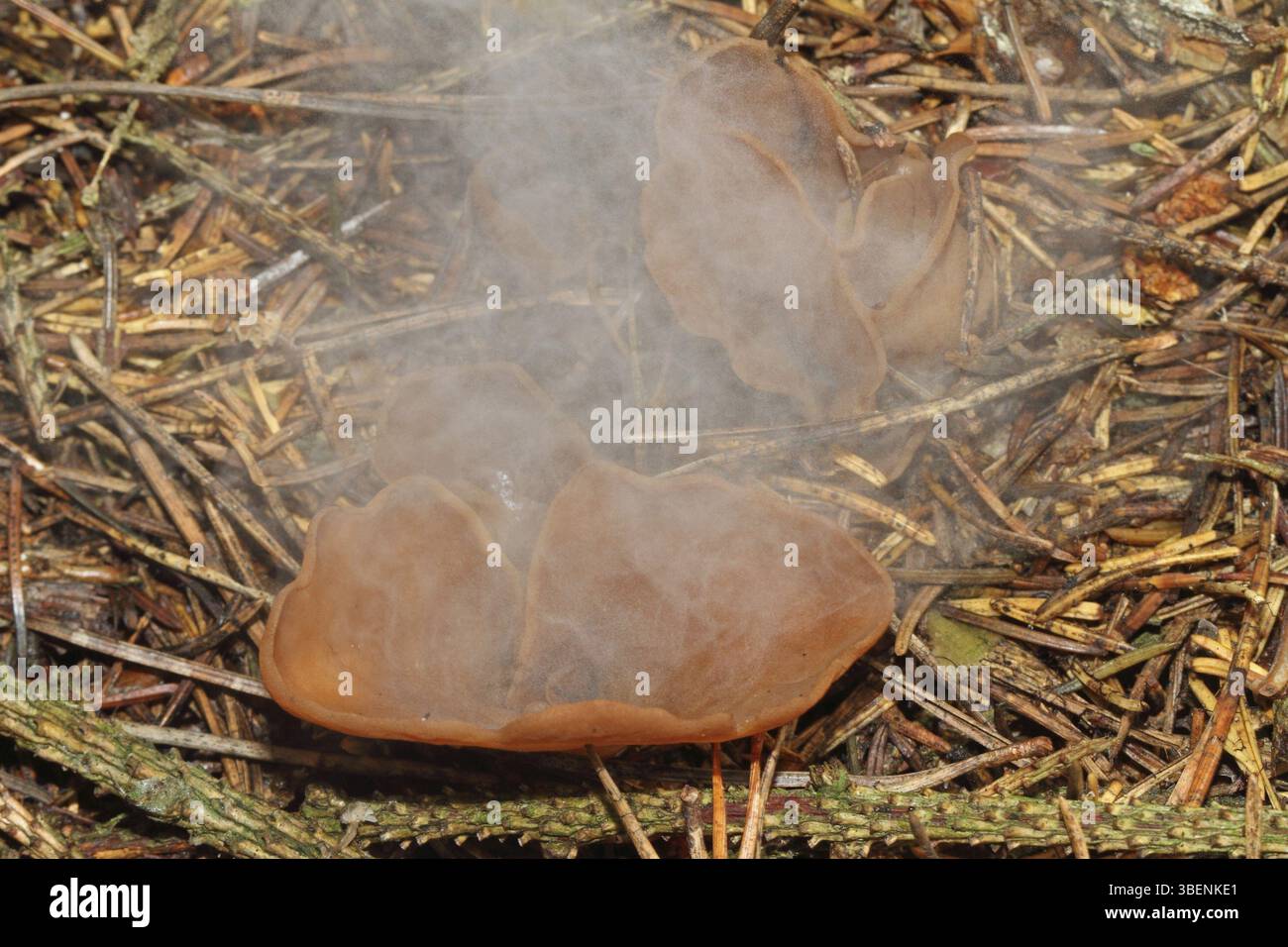 Coniferous wood earling (Otidea abietina Stock Photo - Alamy