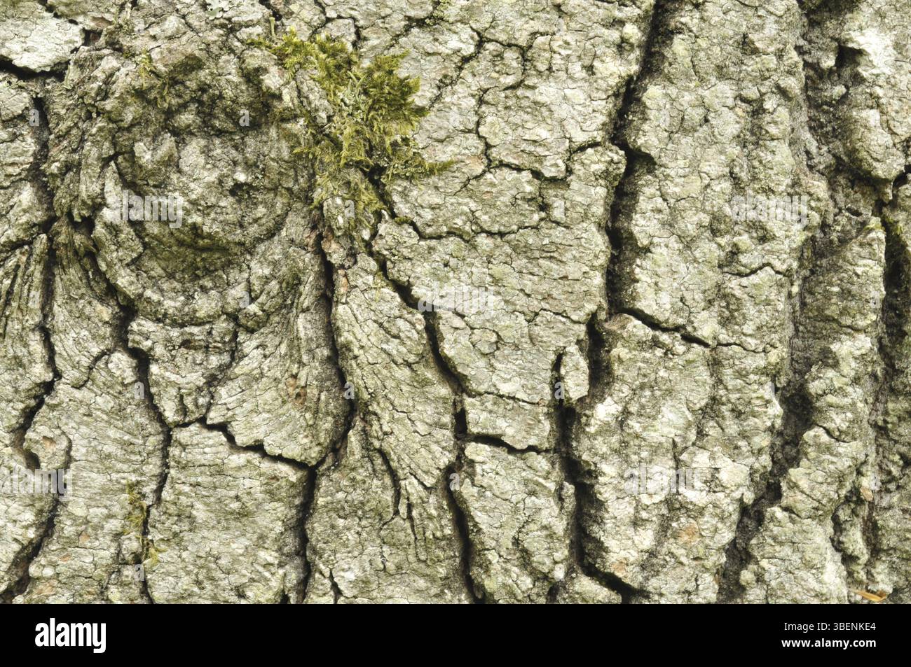 Grey poplar, bark (Populus x canescens Stock Photo - Alamy