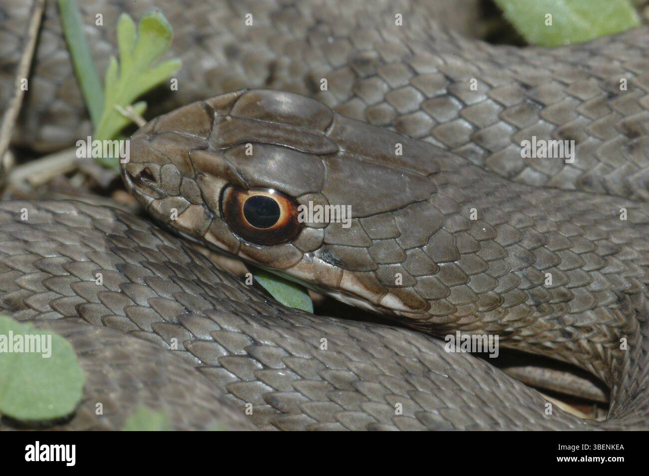 Anatolia lizard hi-res stock photography and images - Alamy