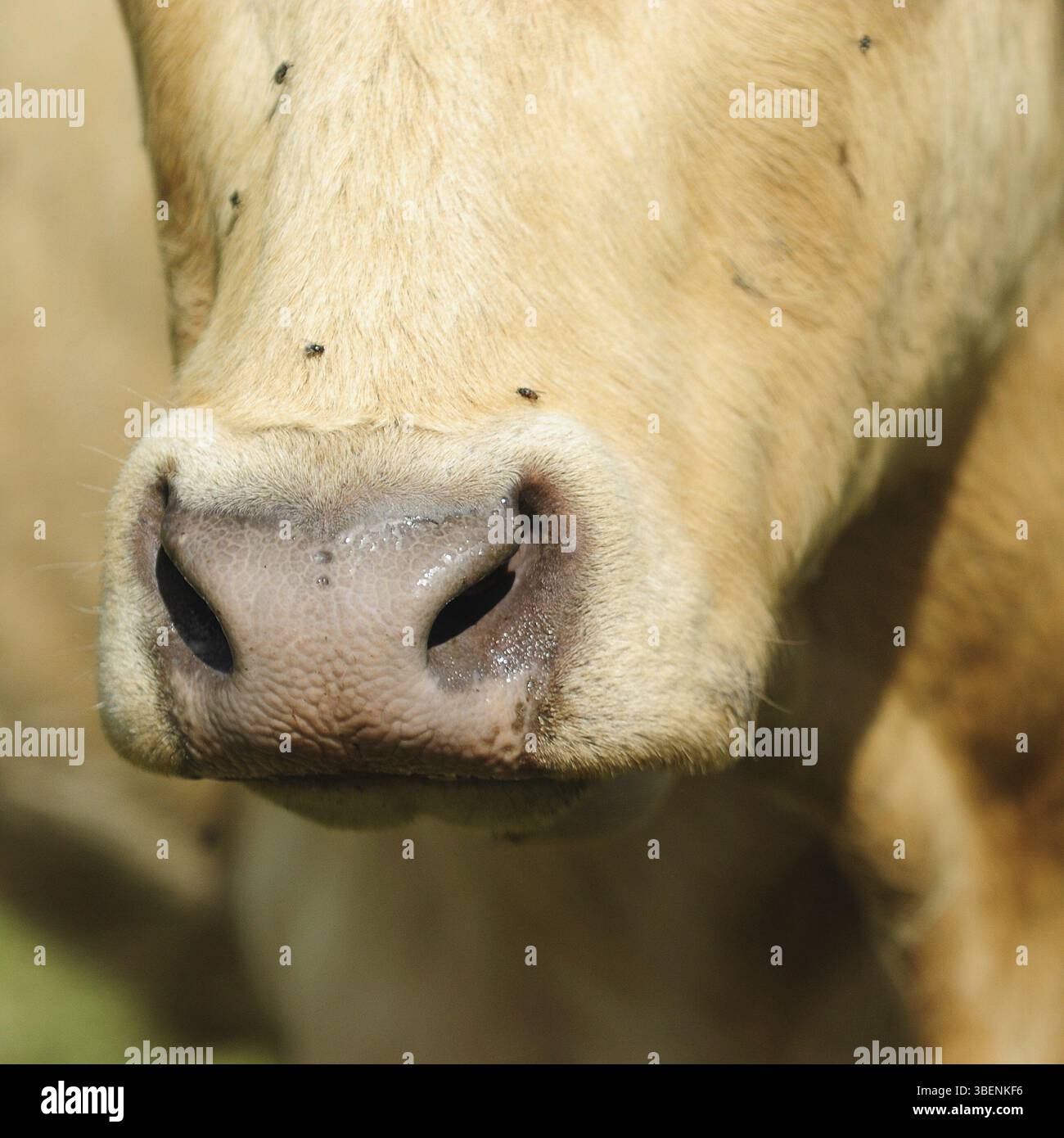 Mouth (bos primigenius taurus Stock Photo - Alamy