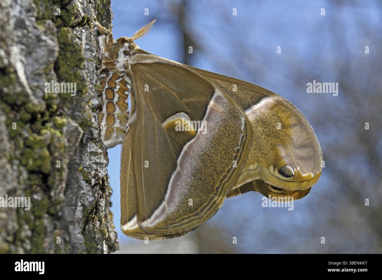 Tree of God moth (Samia cynthia Stock Photo - Alamy