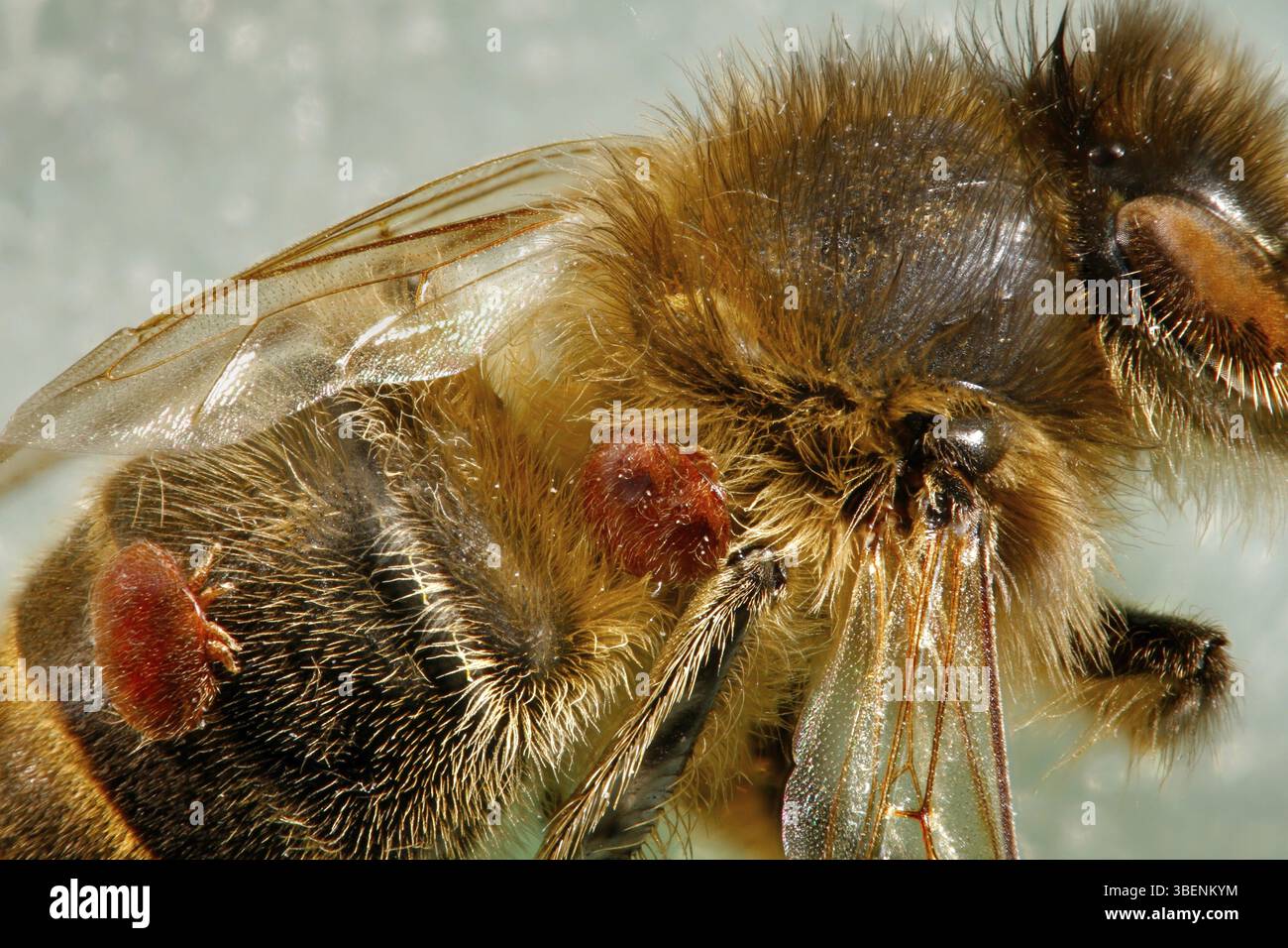 Varroa mite - on dead honey bees (Varroa destructor Stock Photo - Alamy
