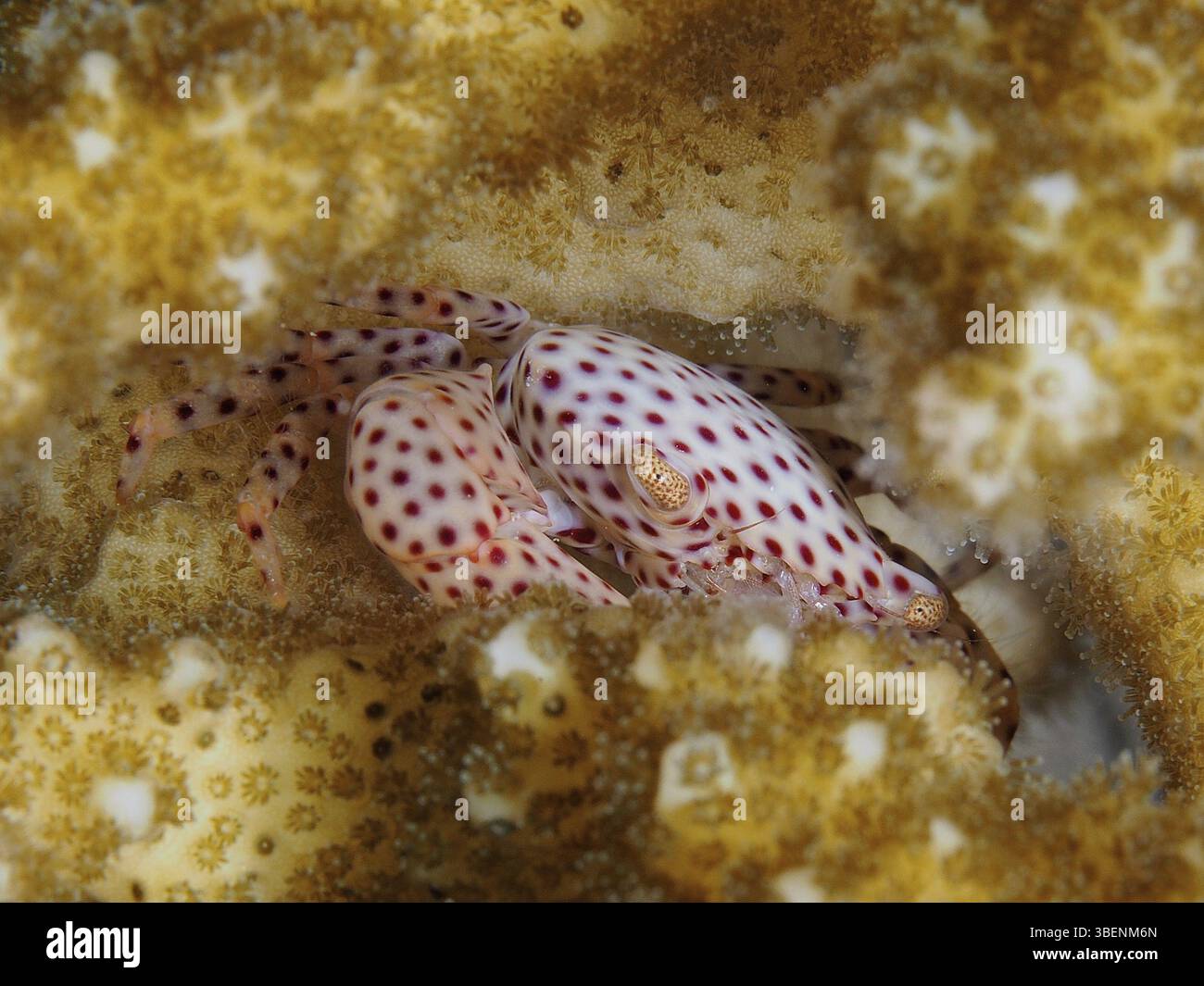 Tiger coral crab (Trapezia tigrina Stock Photo - Alamy