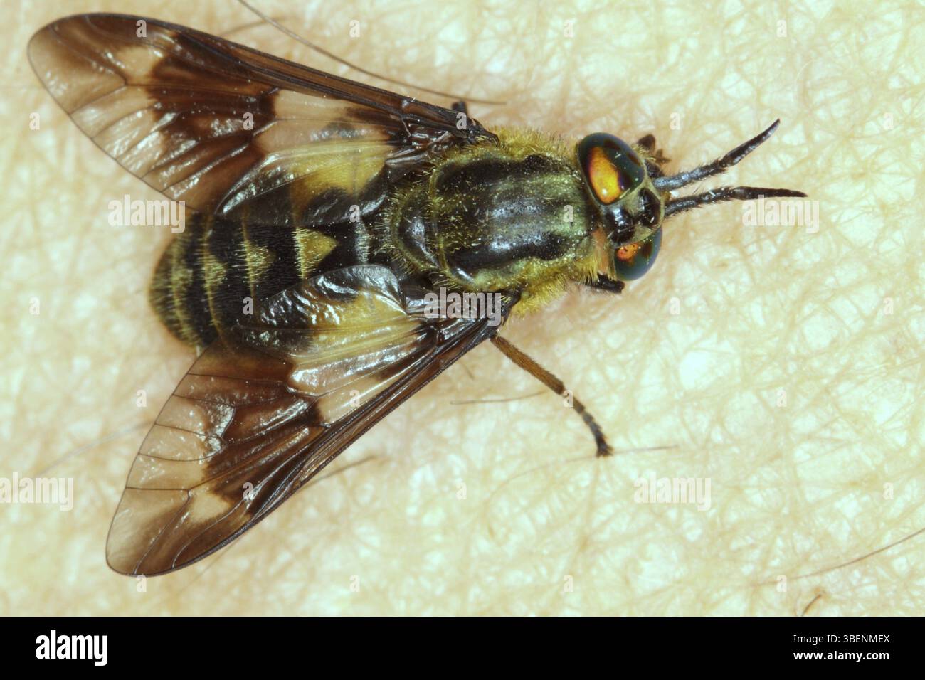 Golden eye gadfly - on the skin (Chrysops relictus Stock Photo - Alamy