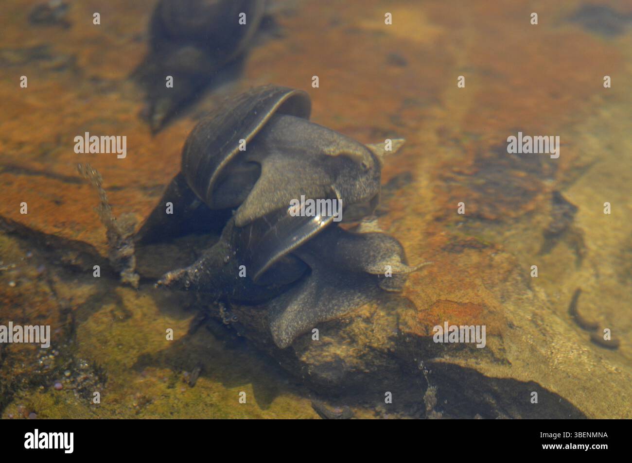 Pointed mud snail (Lymnaea stagnalis Stock Photo - Alamy