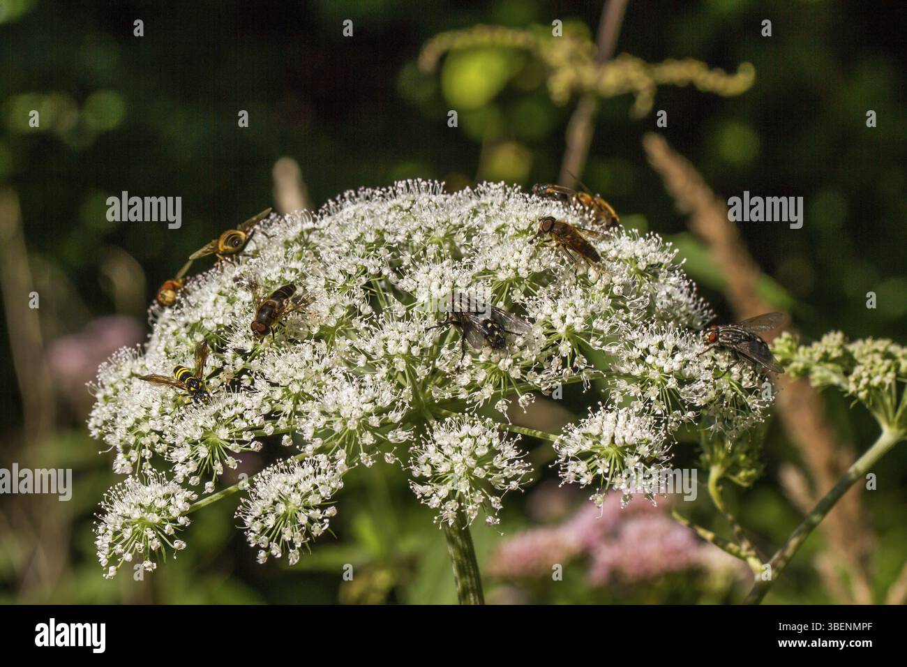 Dung bee (Eristalis tenax Stock Photo - Alamy