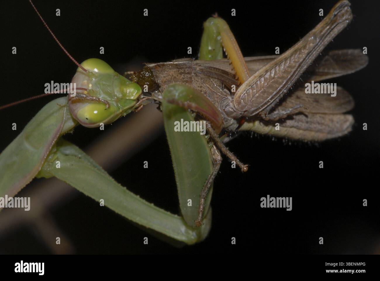 Praying mantis with prey (Mantis religiosa Stock Photo - Alamy