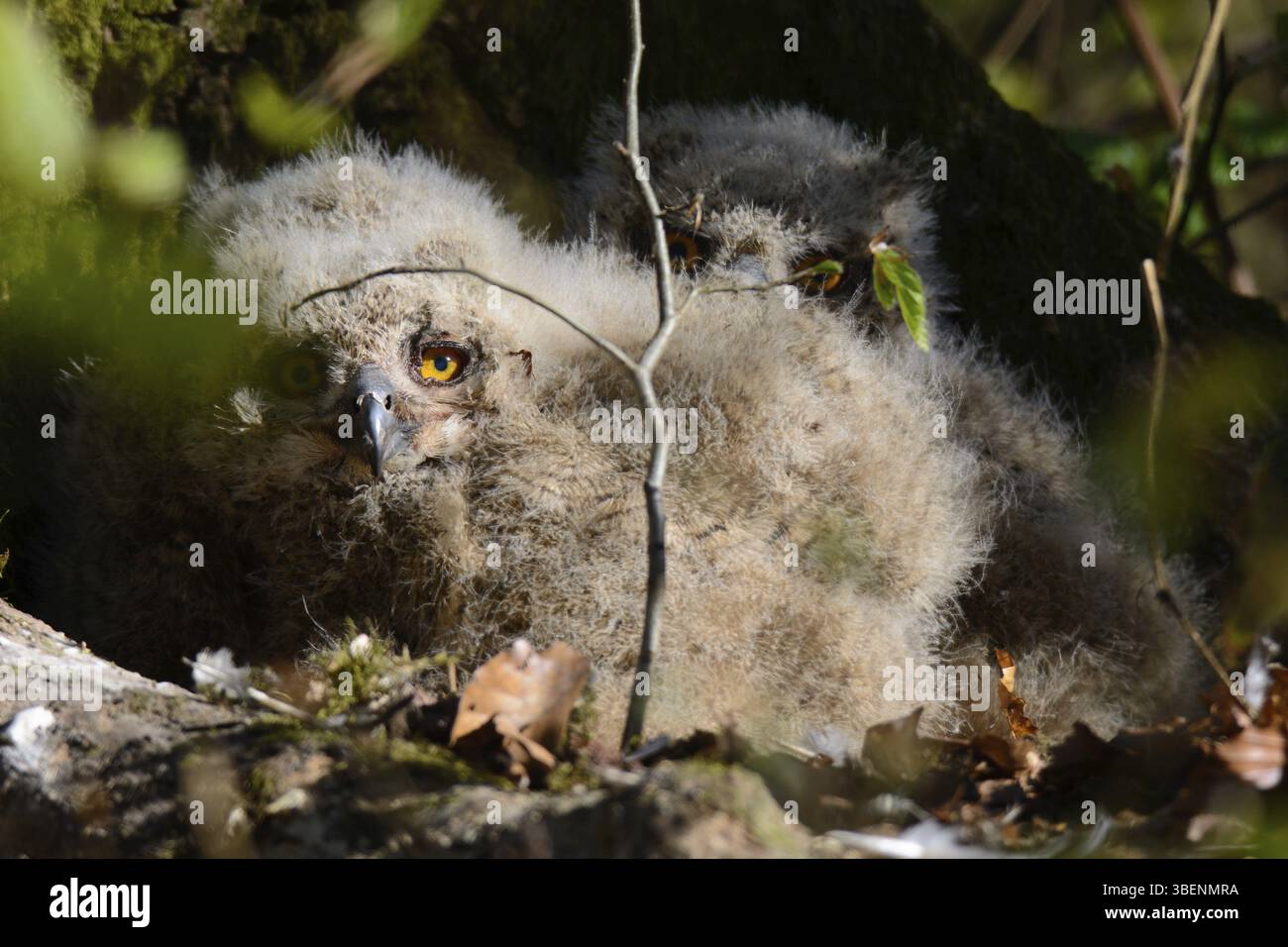 Eurasian Eagle-owl - nestlings (Bubo bubo Stock Photo - Alamy