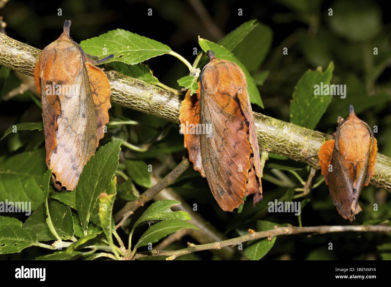 Copper glow (Gastropacha quercifolia Stock Photo - Alamy