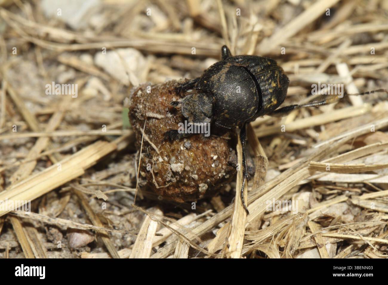 Matter pill moth (Sisyphus schaefferi Stock Photo - Alamy