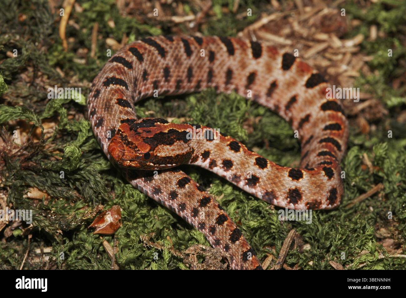 Red dwarf rattlesnake (Sistrurus miliarius miliarius Stock Photo - Alamy