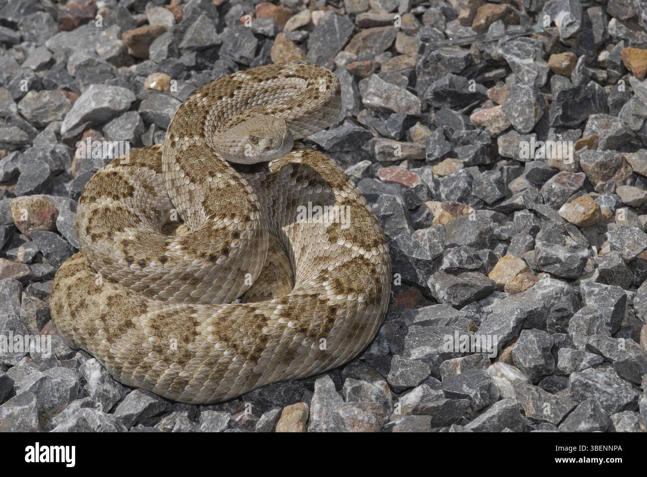Texas rattlesnake (Crotalus atrox Stock Photo - Alamy