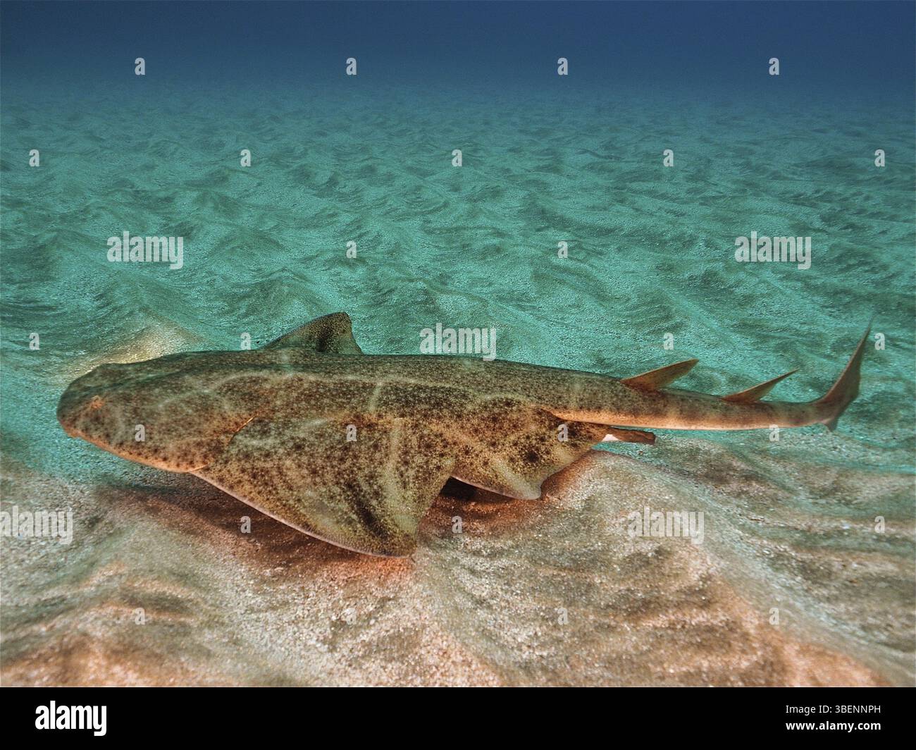 Angelshark (Squatina squatina Stock Photo - Alamy