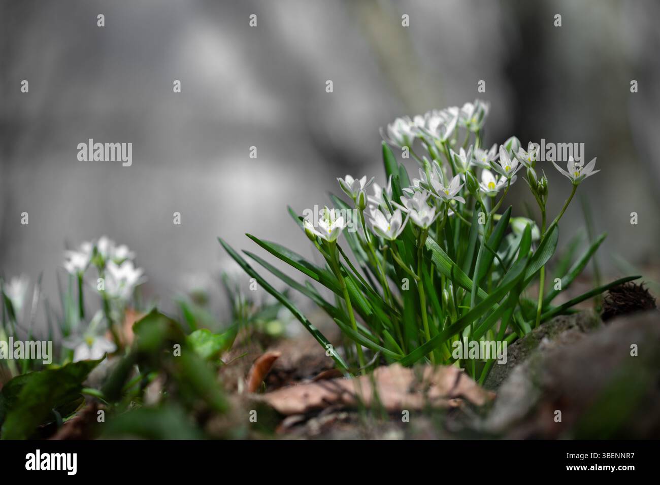 Small cluster of blossoms hi-res stock photography and images - Alamy