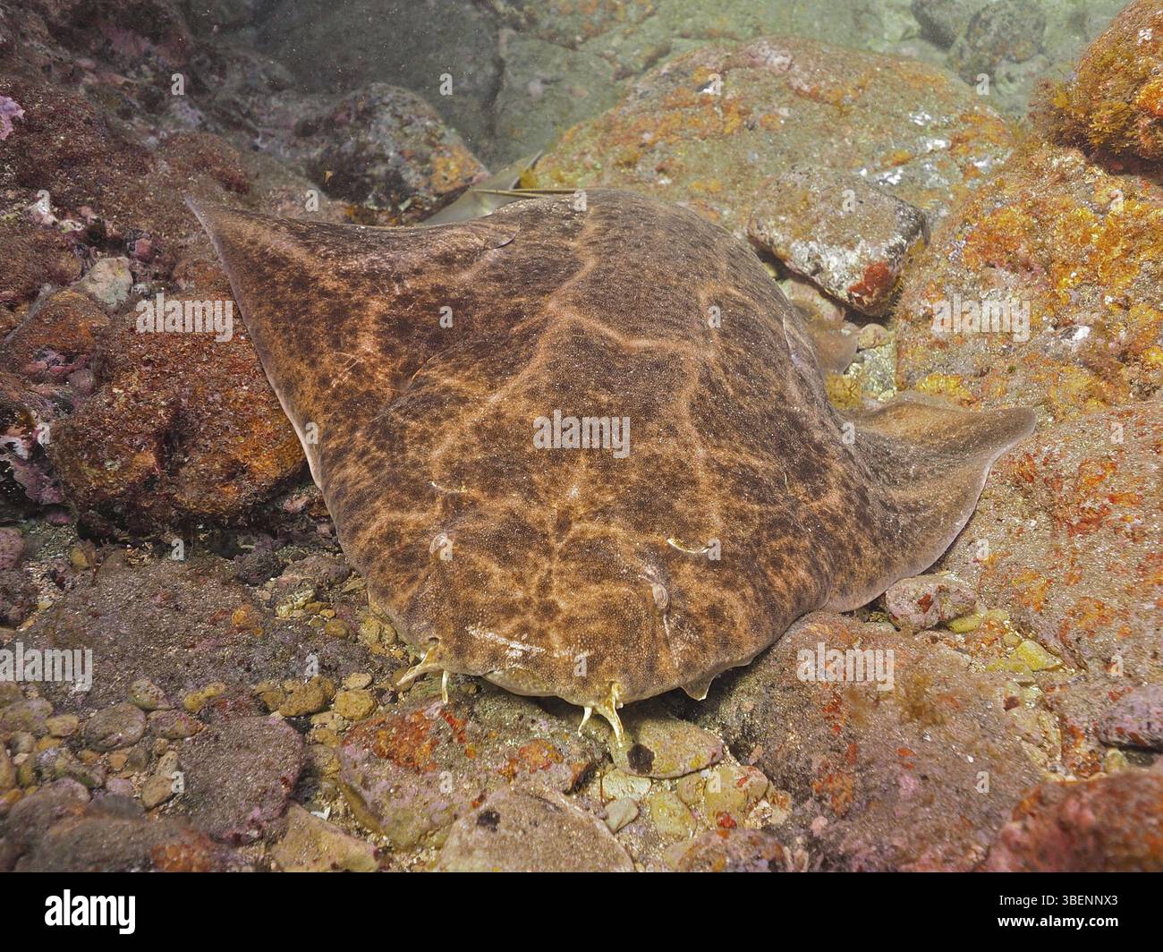 Angelshark (Squatina squatina Stock Photo - Alamy