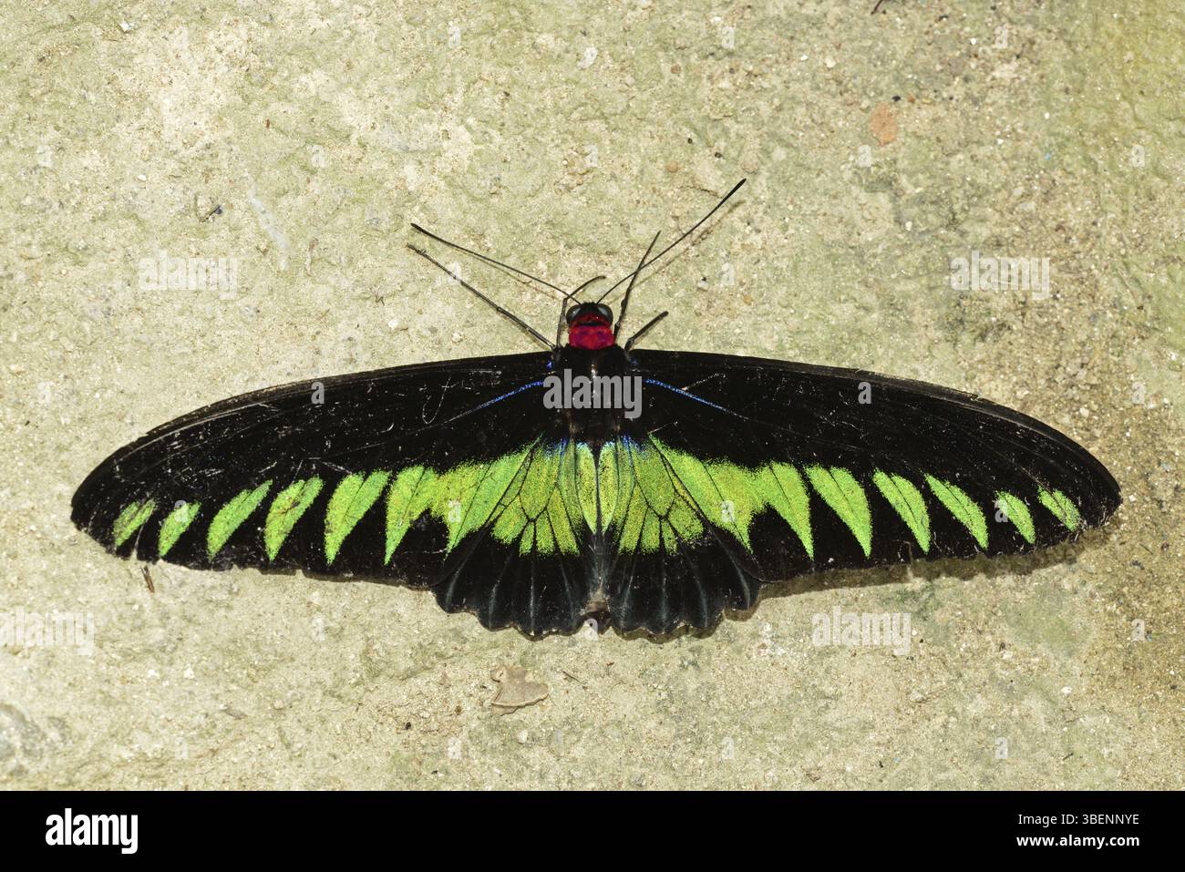 Trogonoptera hi-res stock photography and images - Alamy