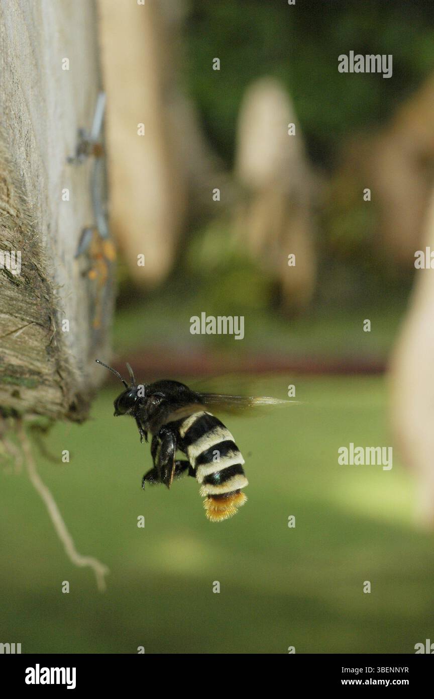 Magnificent bee (Eulaema meriana Stock Photo - Alamy
