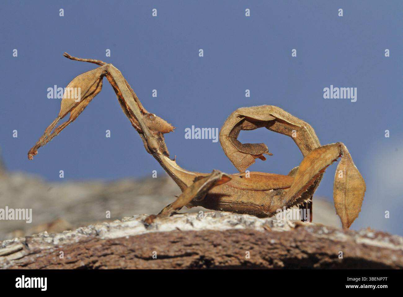 Australian Giant Grasshopper (Extatosoma tiaratum Stock Photo - Alamy