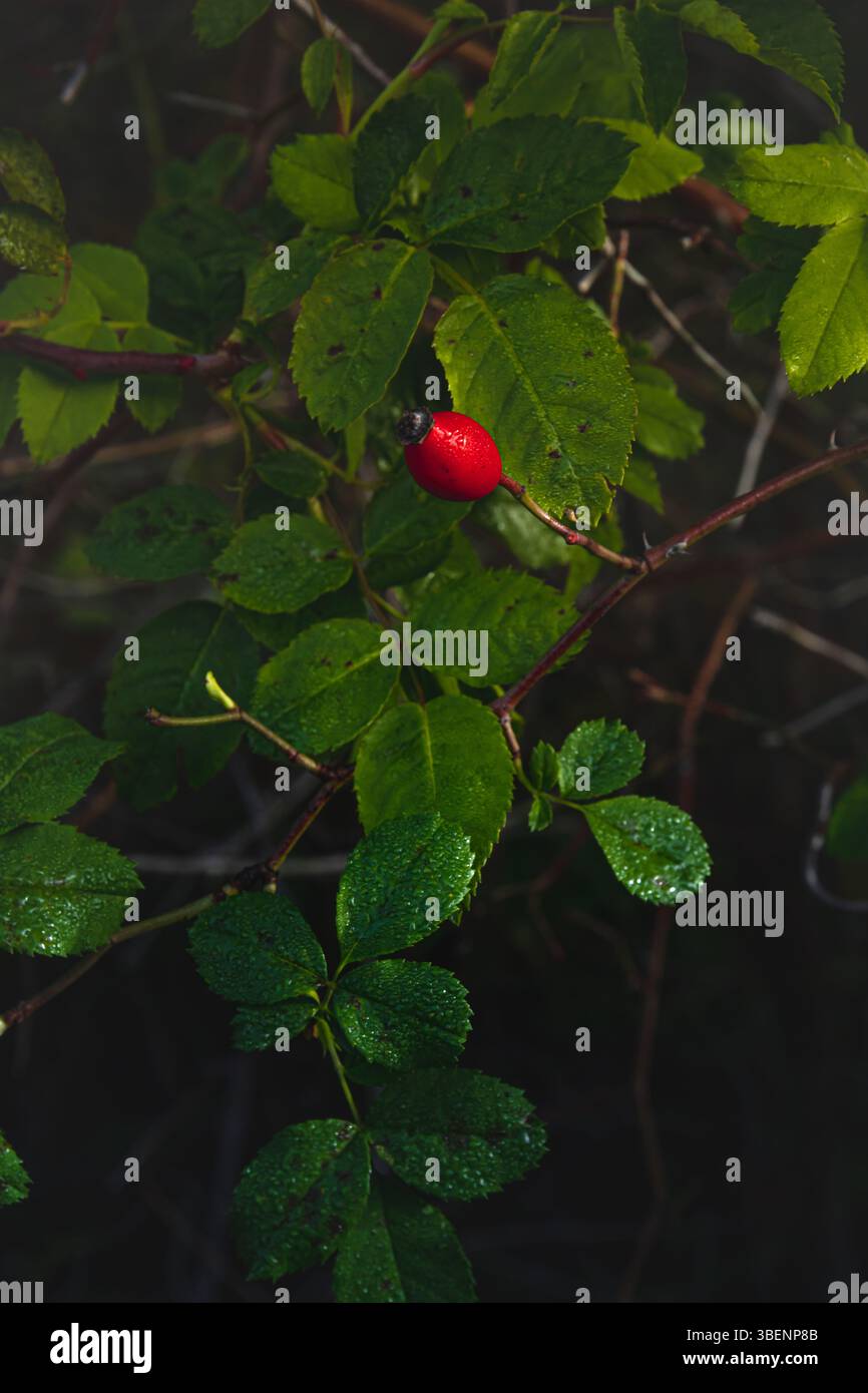 Shadedplants hi-res stock photography and images - Alamy