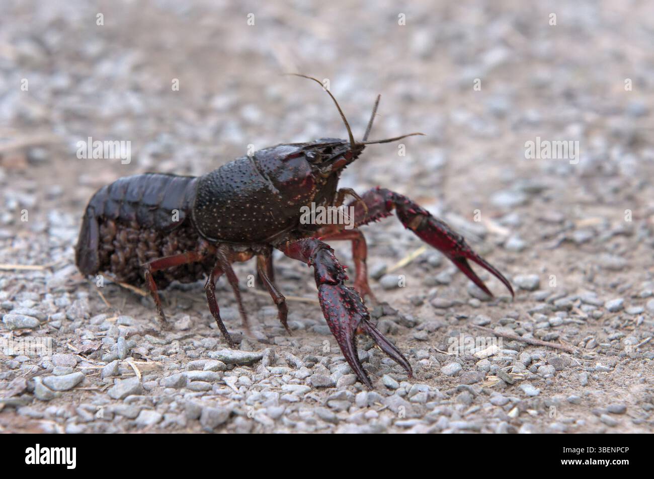 American red swamp crayfish (Procambarus clarkii Stock Photo - Alamy