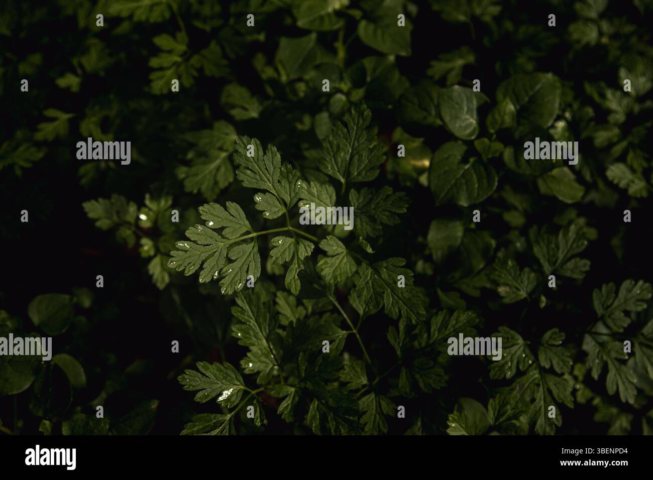 Forest_scene hi-res stock photography and images - Alamy
