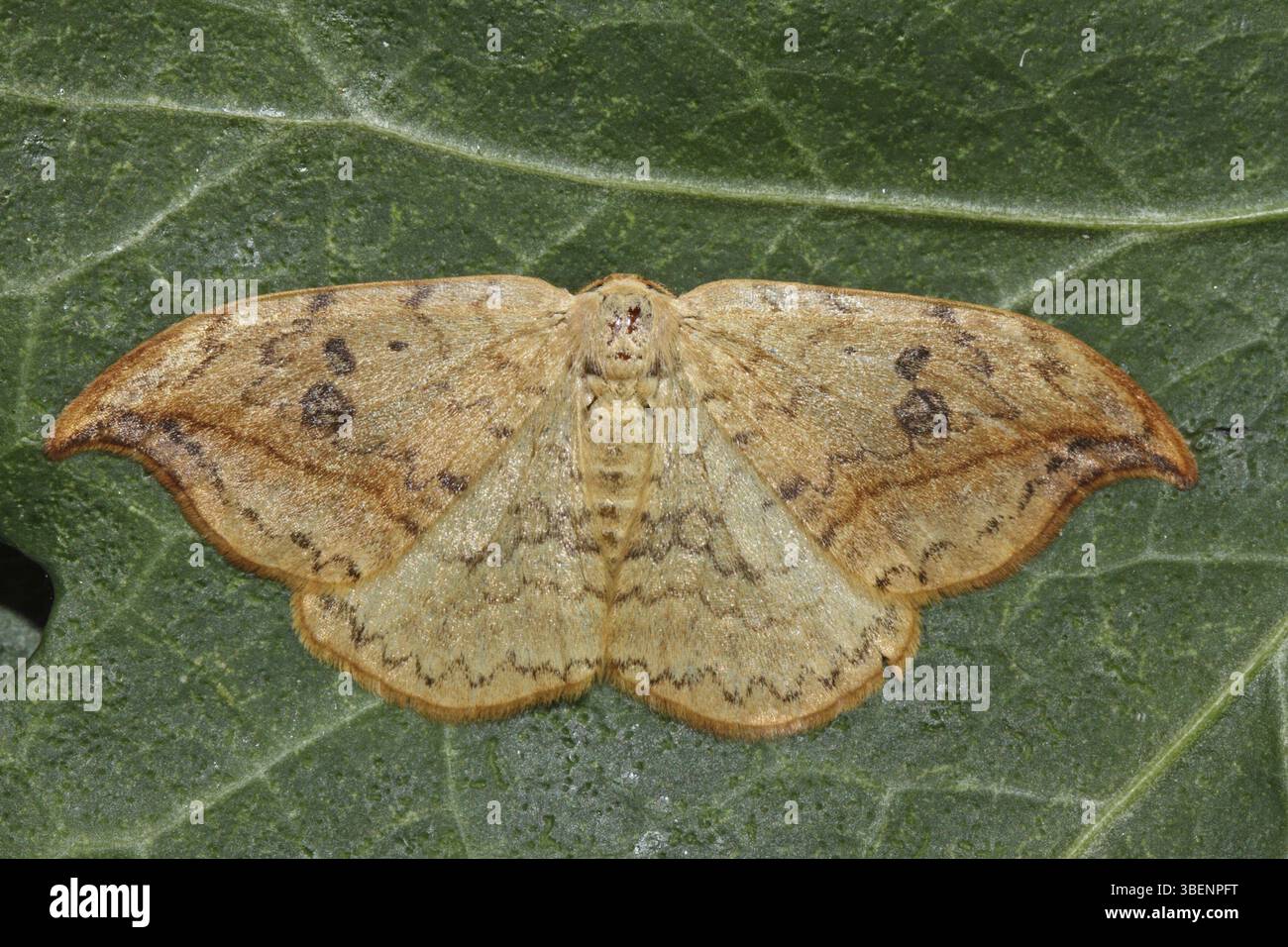 Drepana hi-res stock photography and images - Alamy