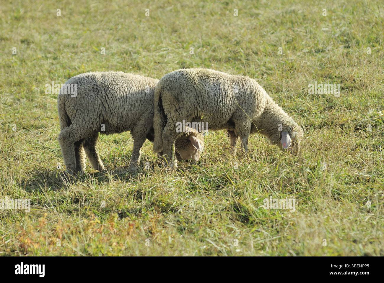 Sheep (ovis orientalis aries Stock Photo - Alamy