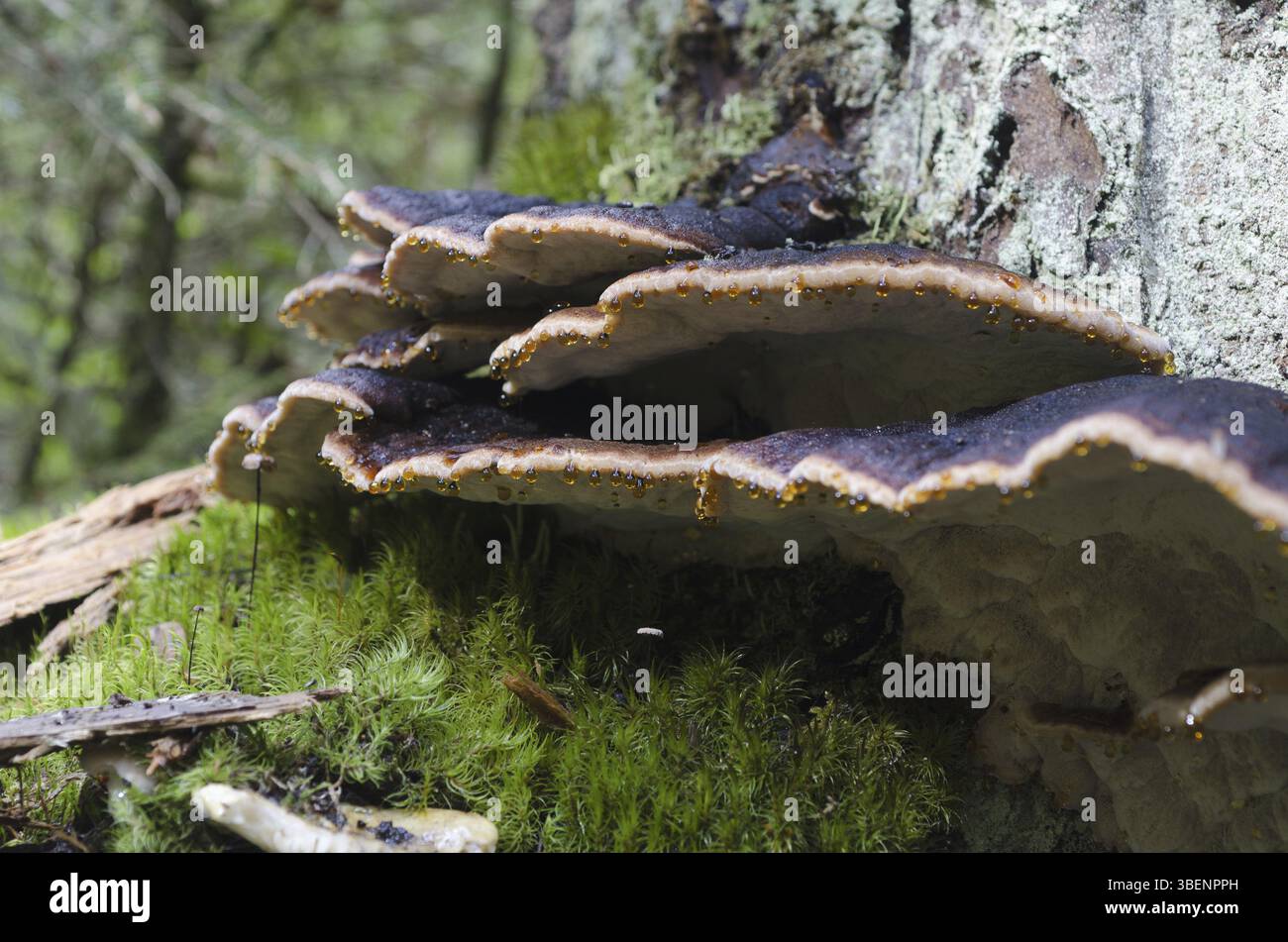Benzoin Bracket (Ischnoderma benzoinum Stock Photo - Alamy