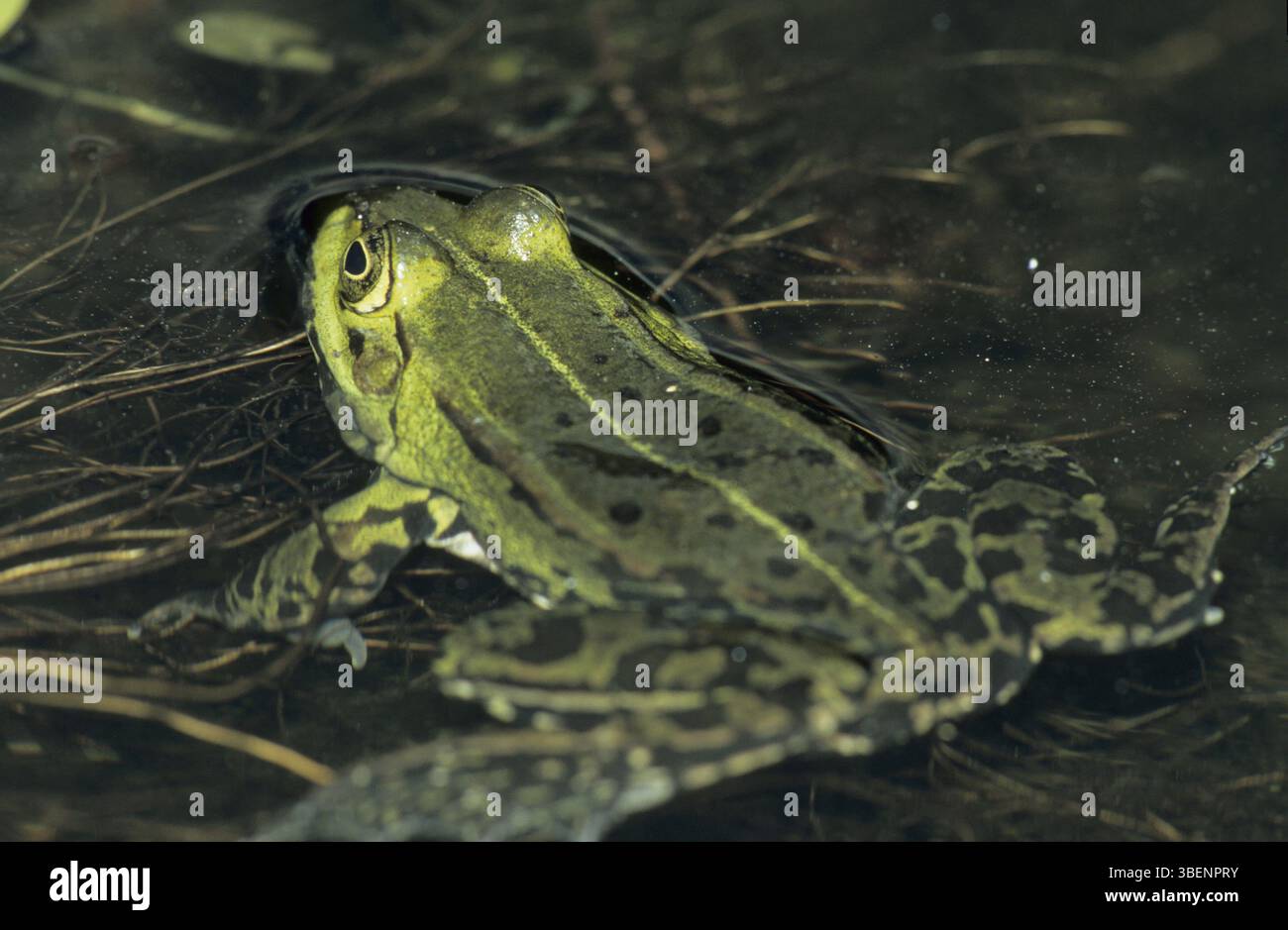 Pool frog (Pelophylax lessonae Stock Photo - Alamy