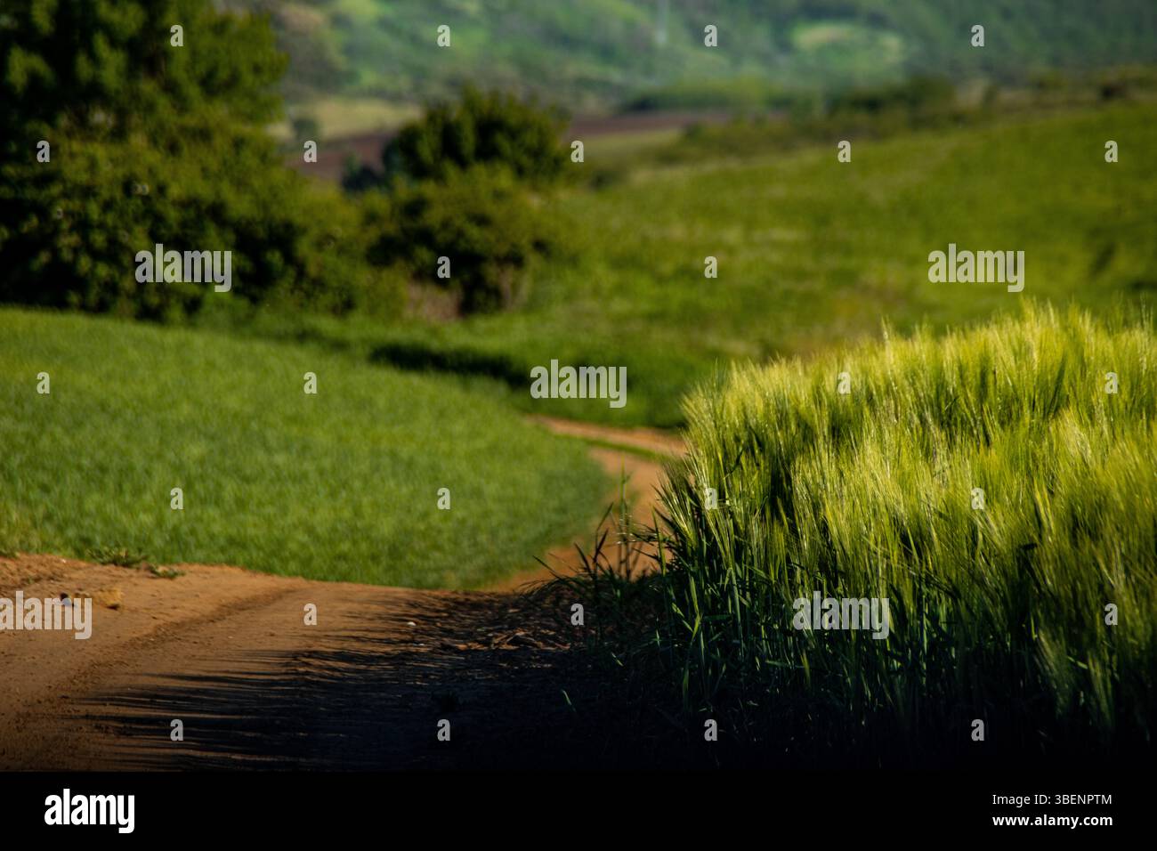 Wheat Field and Path in the golden hour Stock Photo - Alamy