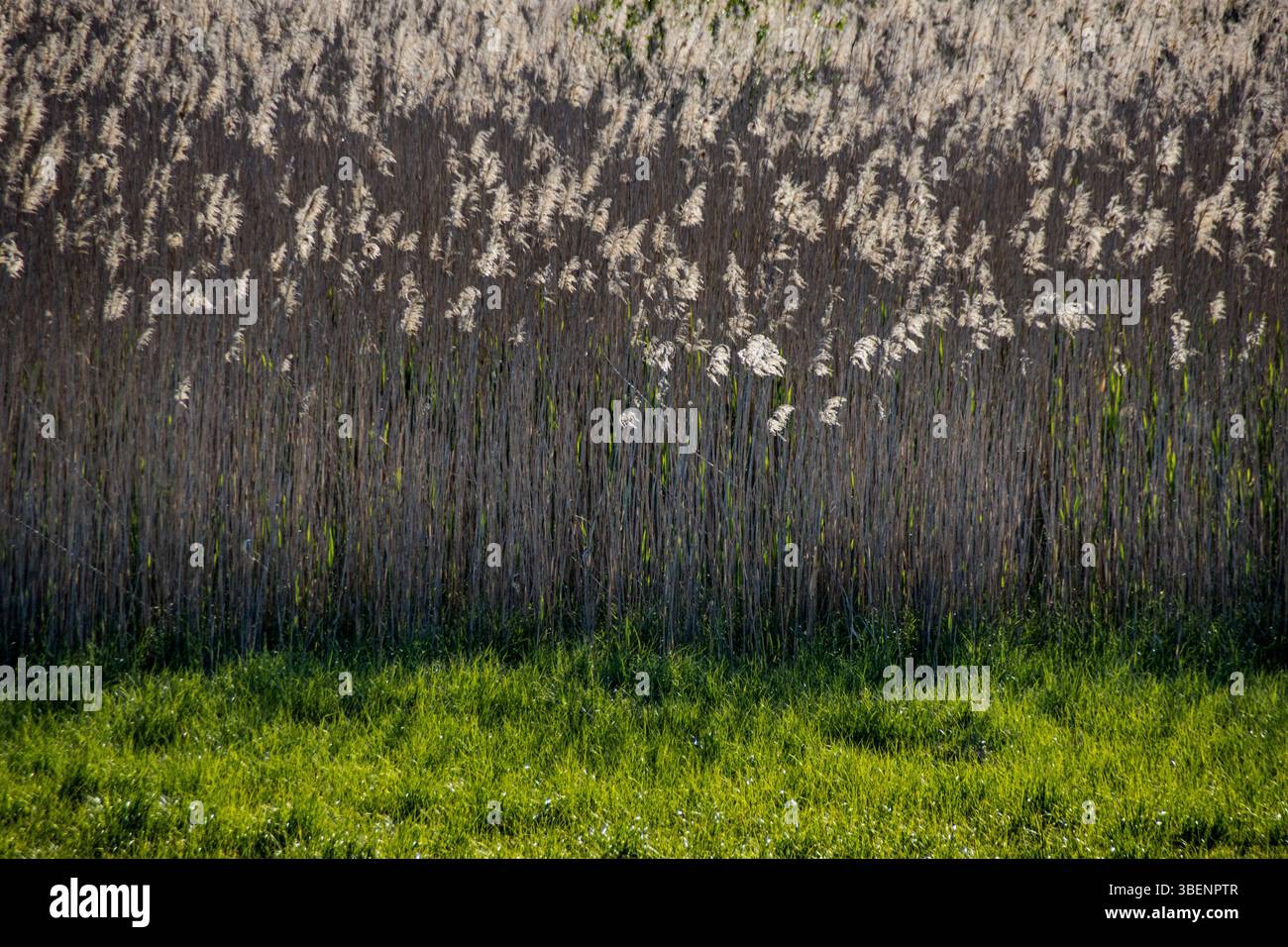 Pastoral reed hi-res stock photography and images - Alamy