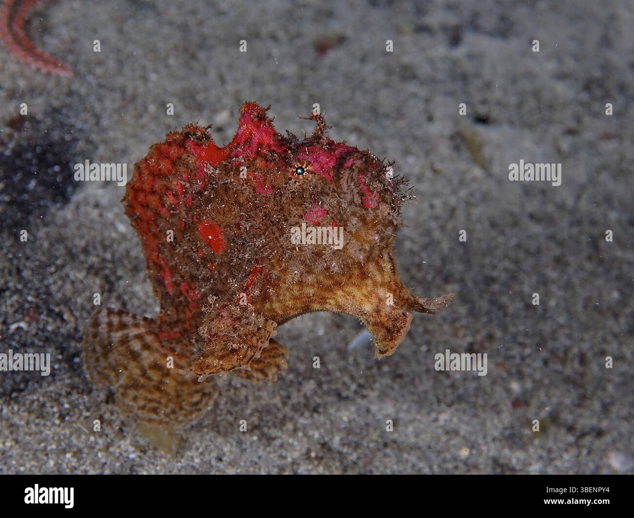 Spotfin frogfish (Antennatus nummifer Stock Photo - Alamy