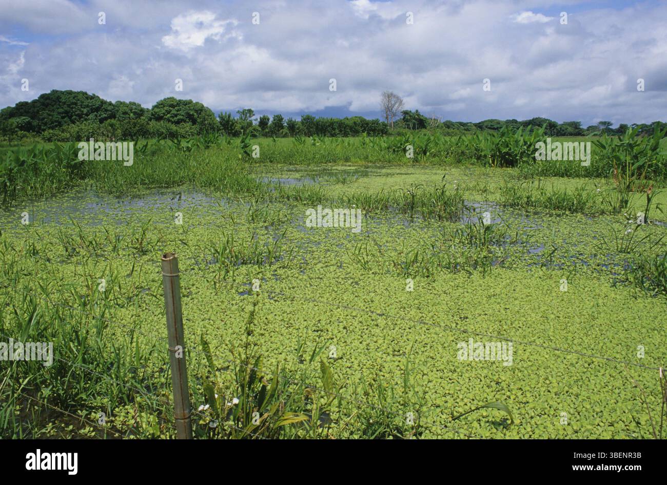 Venezuela llanos hi-res stock photography and images - Alamy