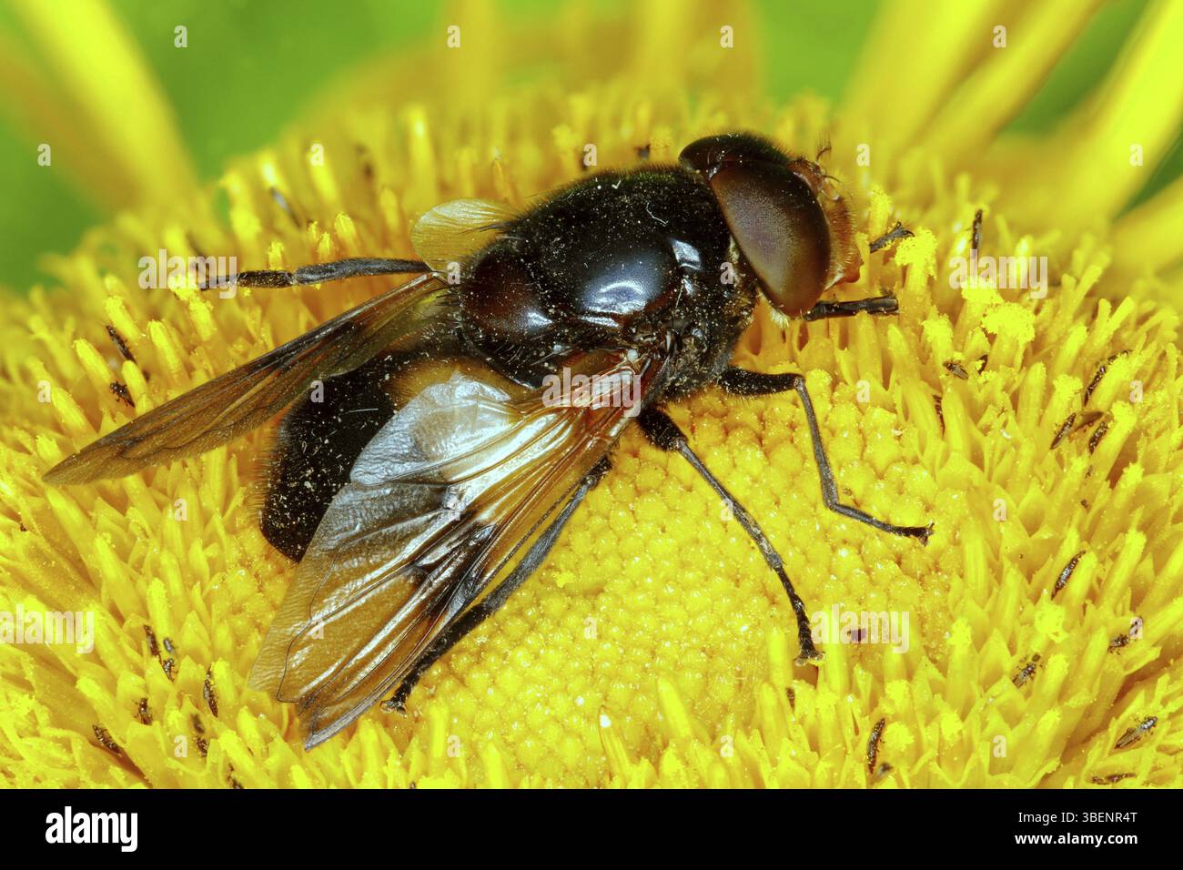 Volucella pellucens pellucid fly hi-res stock photography and images - Alamy