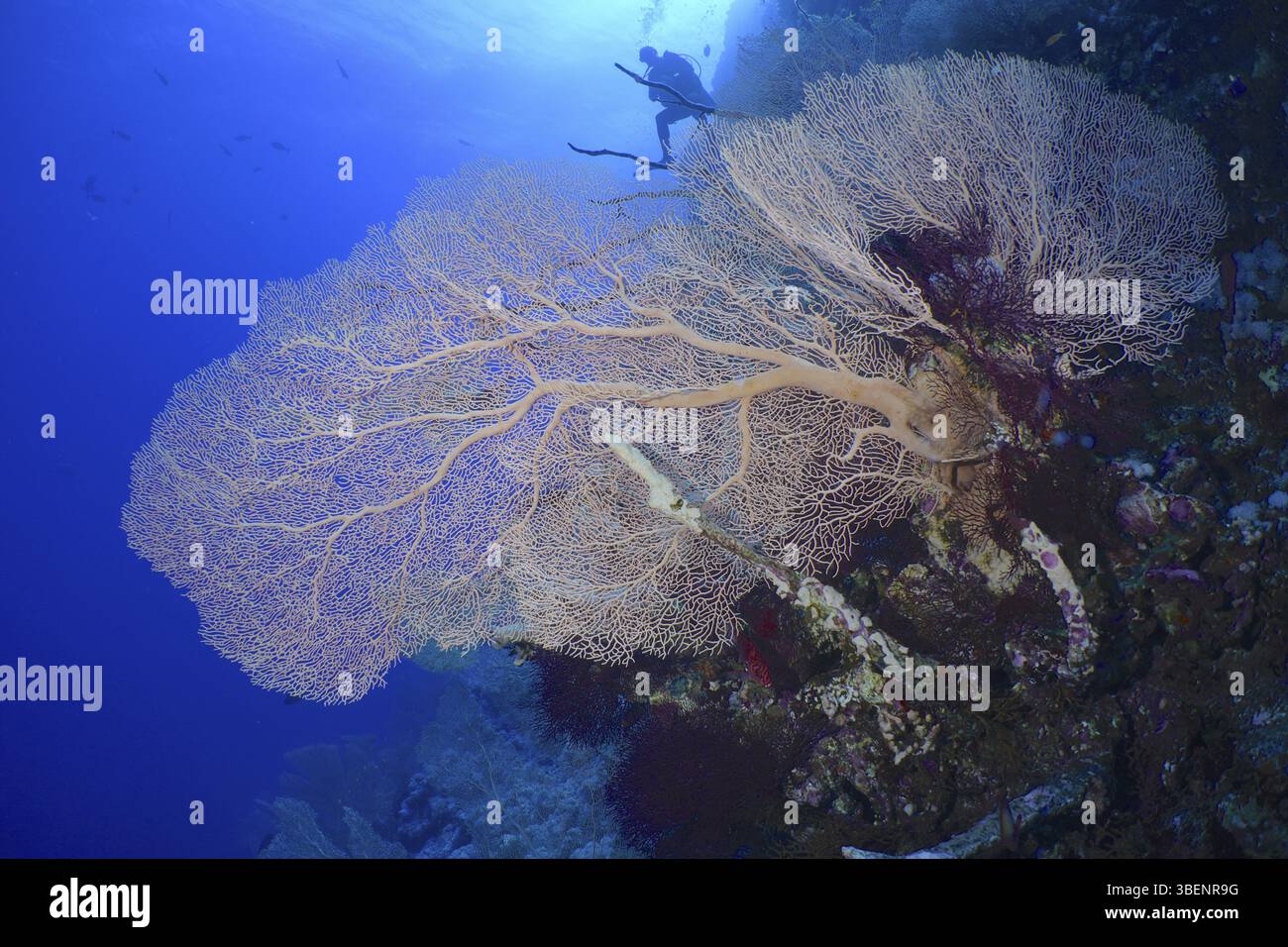 Fan coral annella mollis hi-res stock photography and images - Alamy
