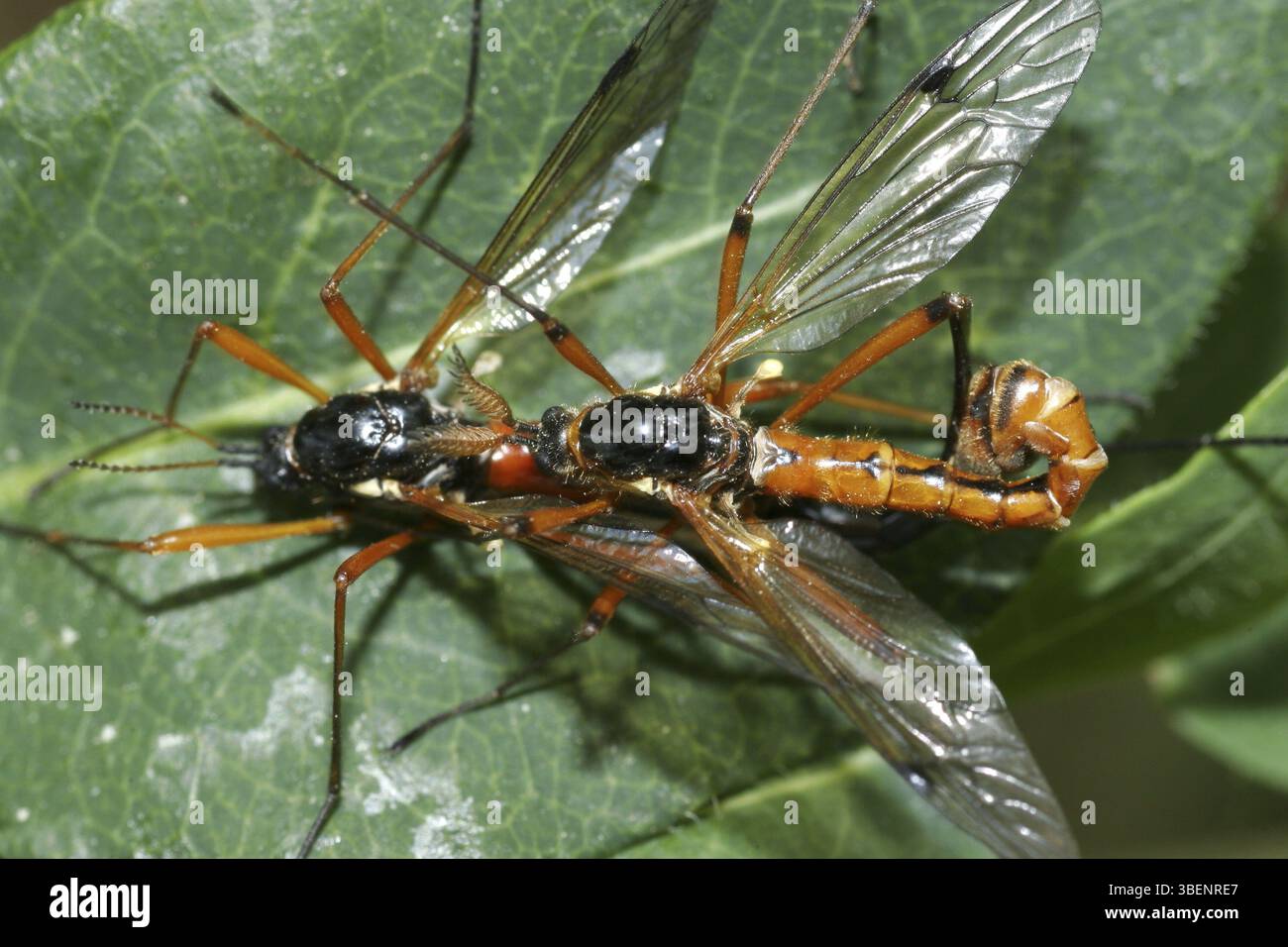 Wood snake (Tanyptera atrata Stock Photo - Alamy