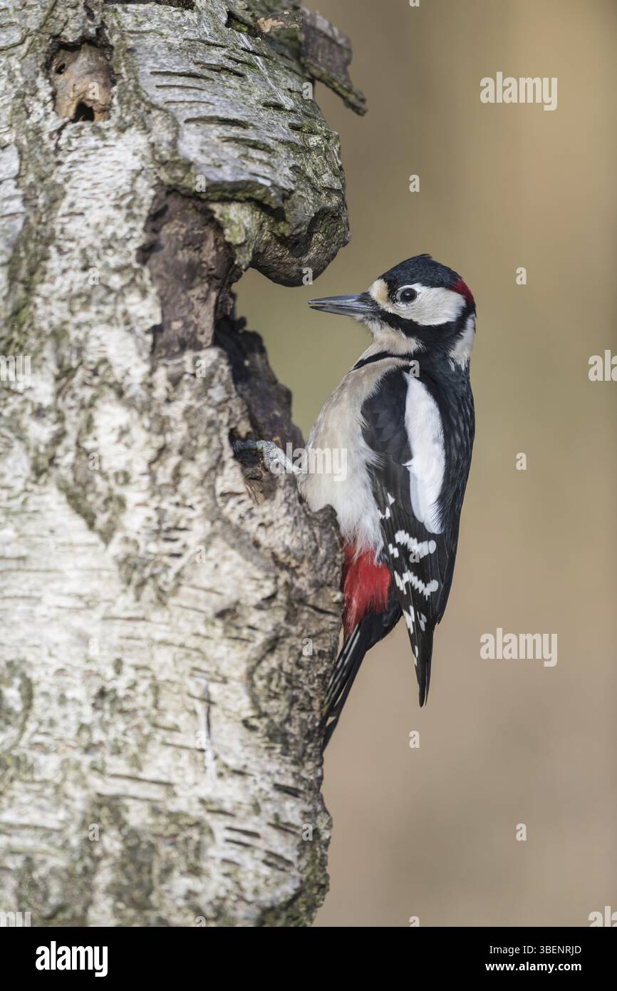 Great spotted woodpecker (Picoides major Stock Photo - Alamy
