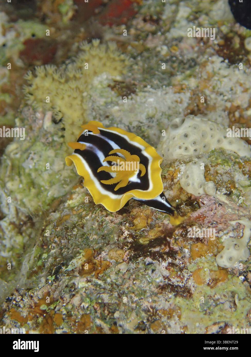 African star snail (Chromodoris africana Stock Photo - Alamy