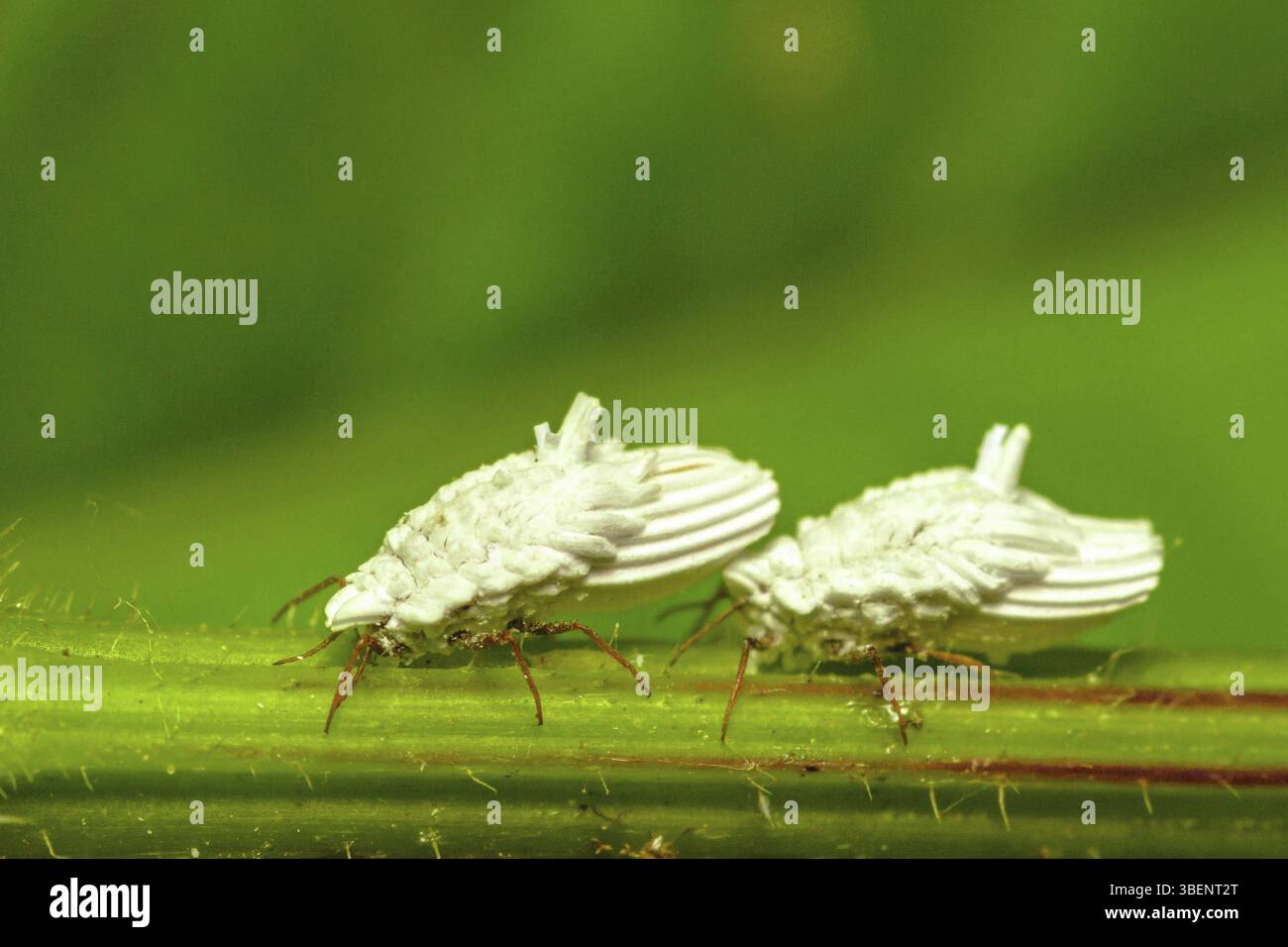 Nettle scale insect (Orthezia urticae Stock Photo - Alamy