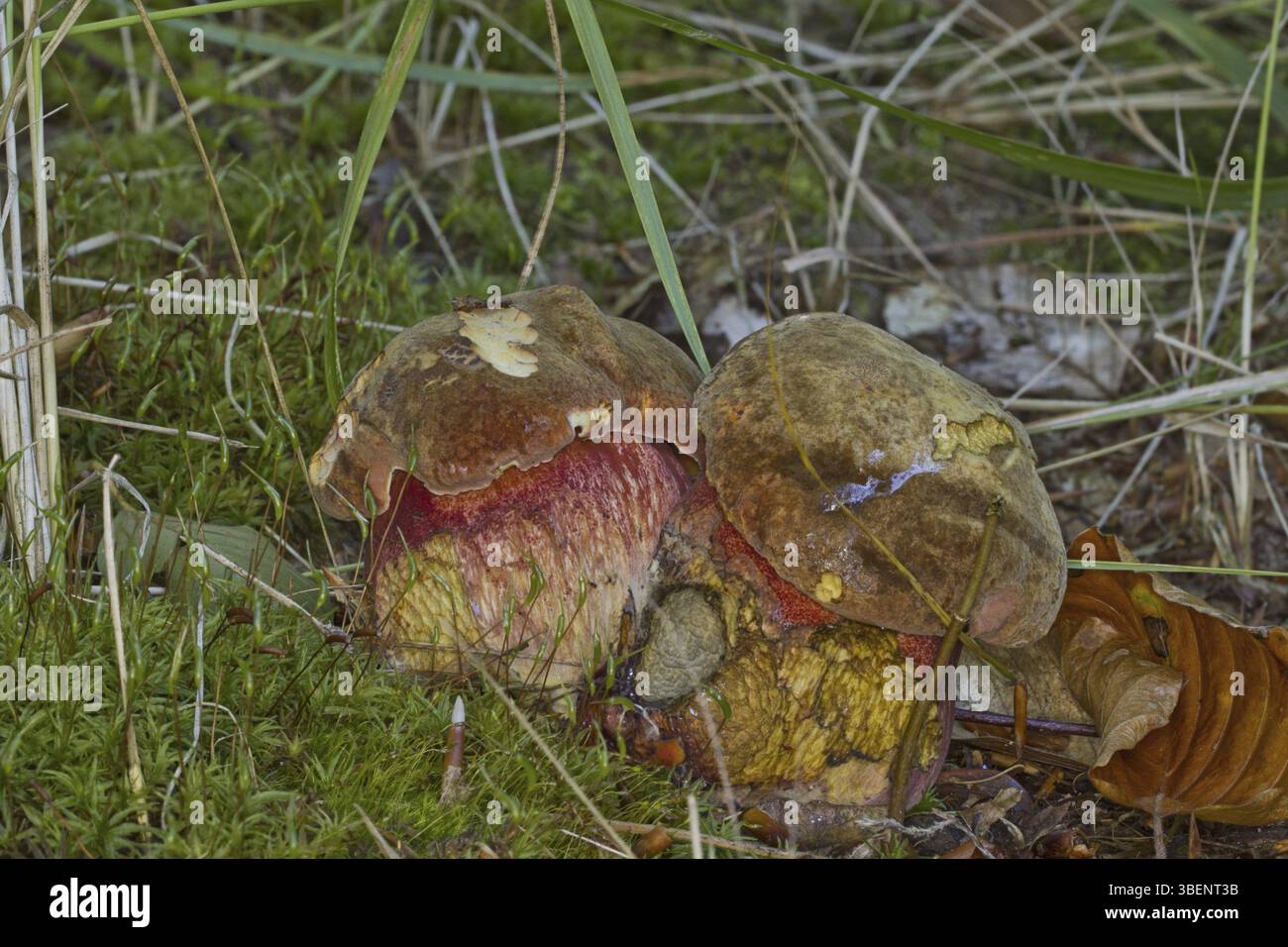 Flake-stemmed witch fungus (Boletus luridiformis Stock Photo - Alamy