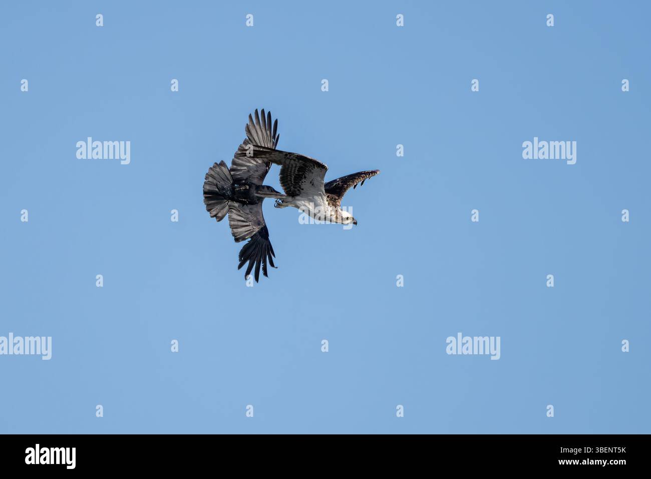 Fierce Osprey bird has wings spread wide in flight while a menacing ...
