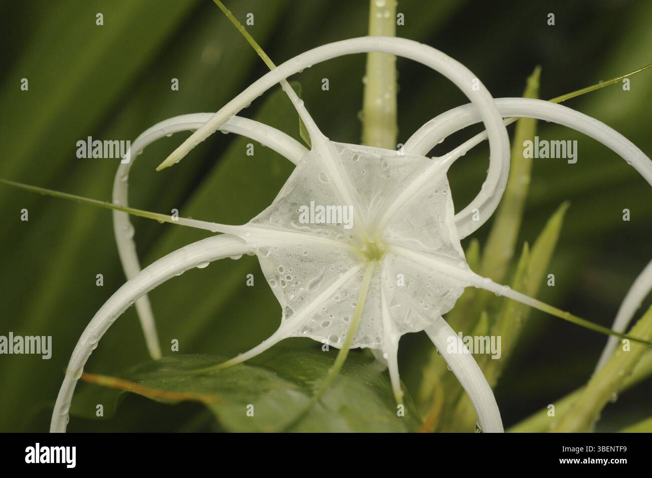 White spider lily (Hymenocallis sp Stock Photo - Alamy