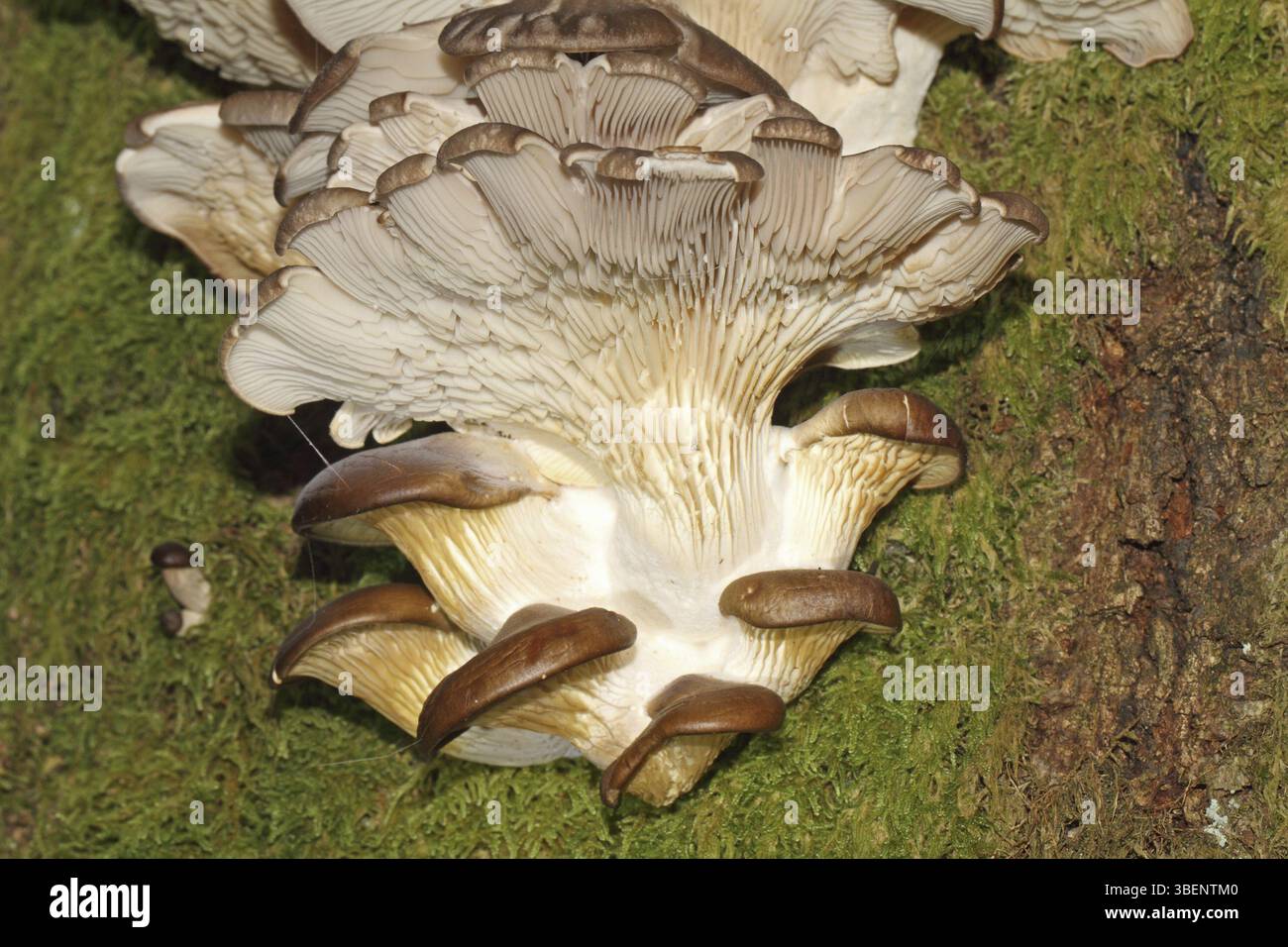 Oyster mushroom (Pleurotus ostreatus Stock Photo - Alamy