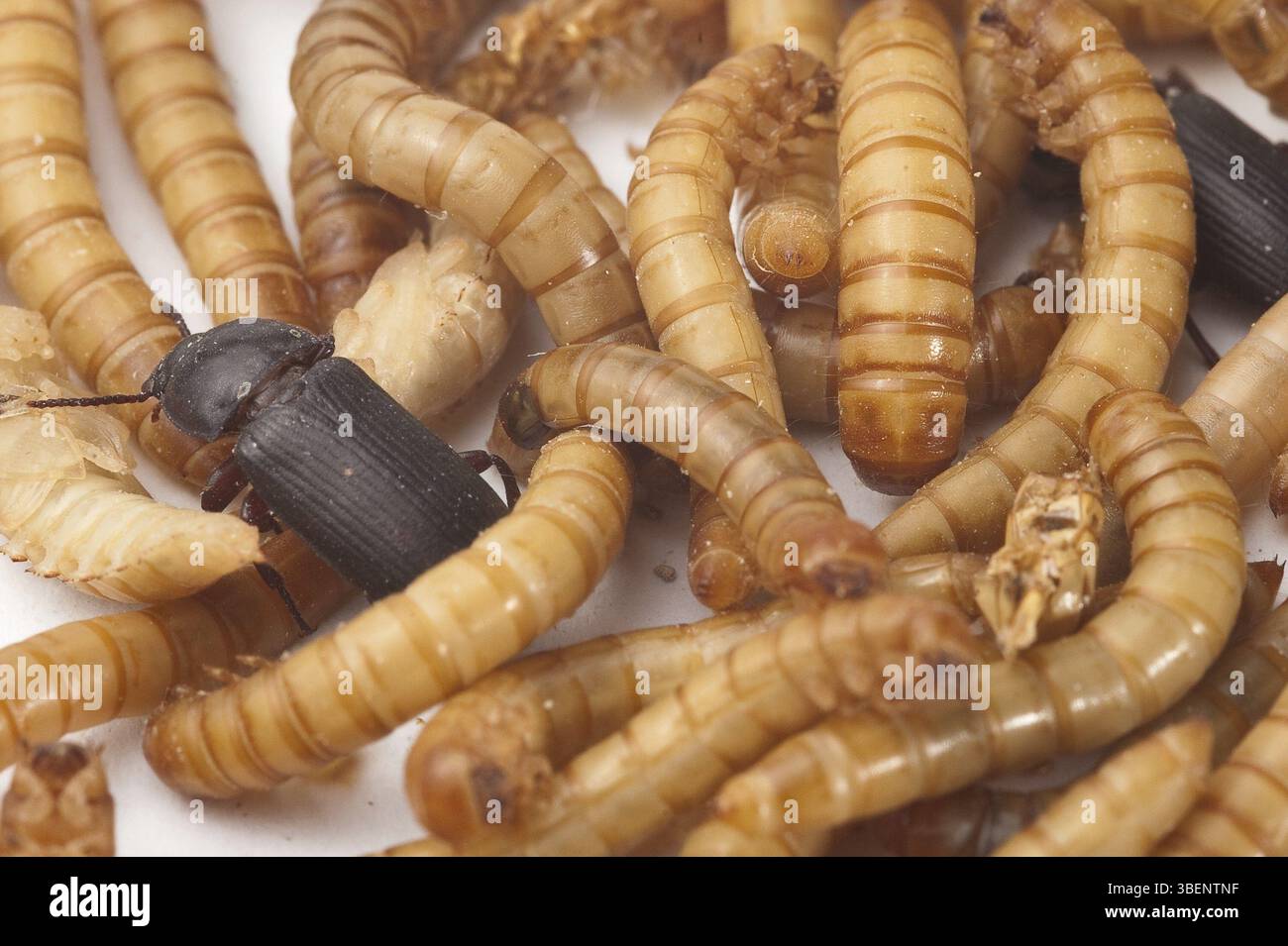 Mealworm and flour beetle (Tenebrio molitor Stock Photo - Alamy
