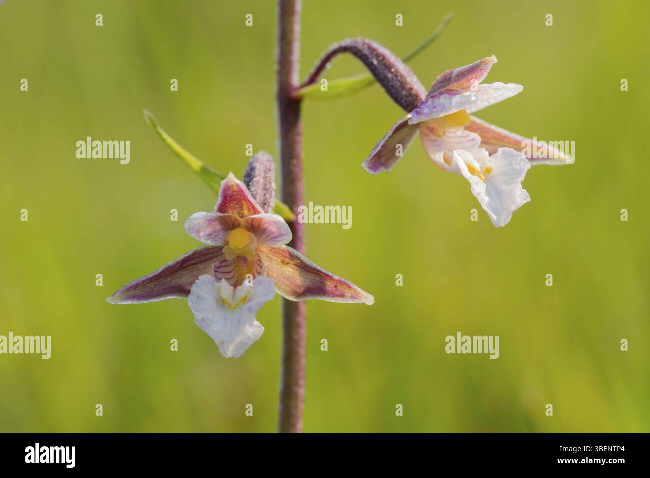 Marsh helleborine (Epipactis palustris Stock Photo - Alamy