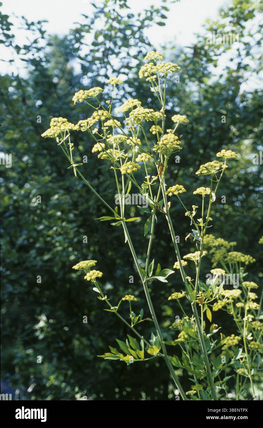Lovage, Maggi herb (Levisticum officinale Stock Photo - Alamy