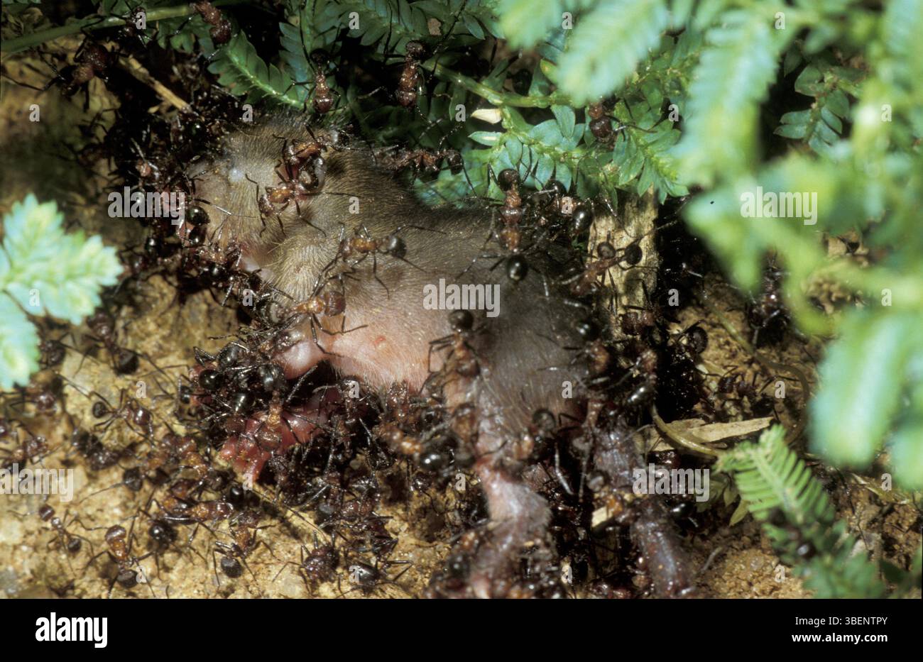 Driver ants hi-res stock photography and images - Alamy