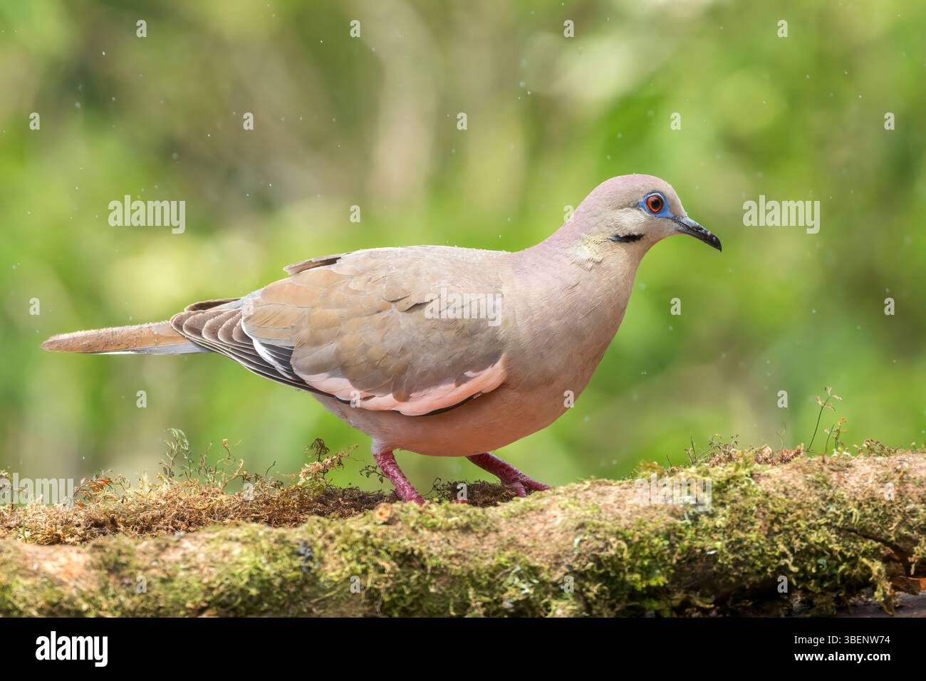 white-winged dove, Zenaida asiatica, adult bird perched on branch ...